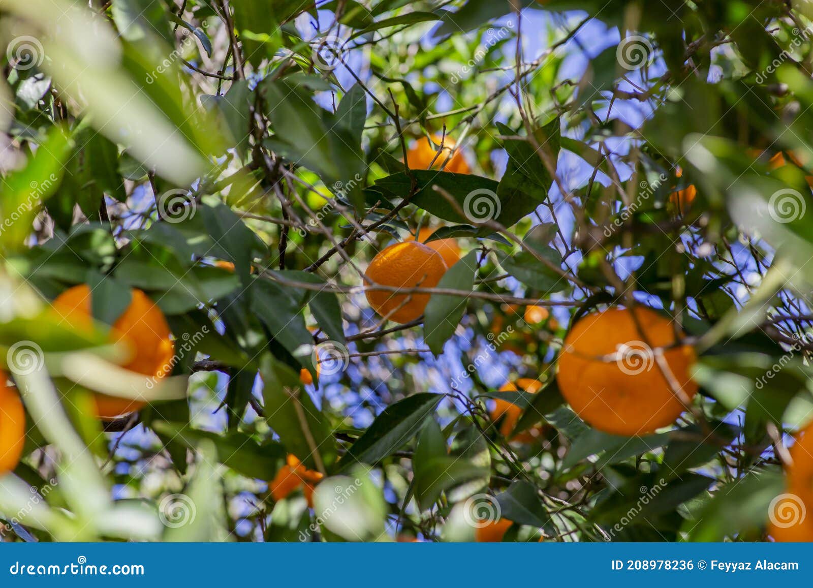 The Mandarin Orange on the Tree in Garden Stock Photo - Image of crop ...