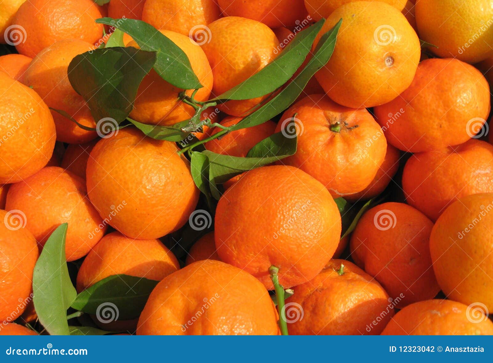 Mandarin oranges stock photo. Image of nature, juicy - 12323042
