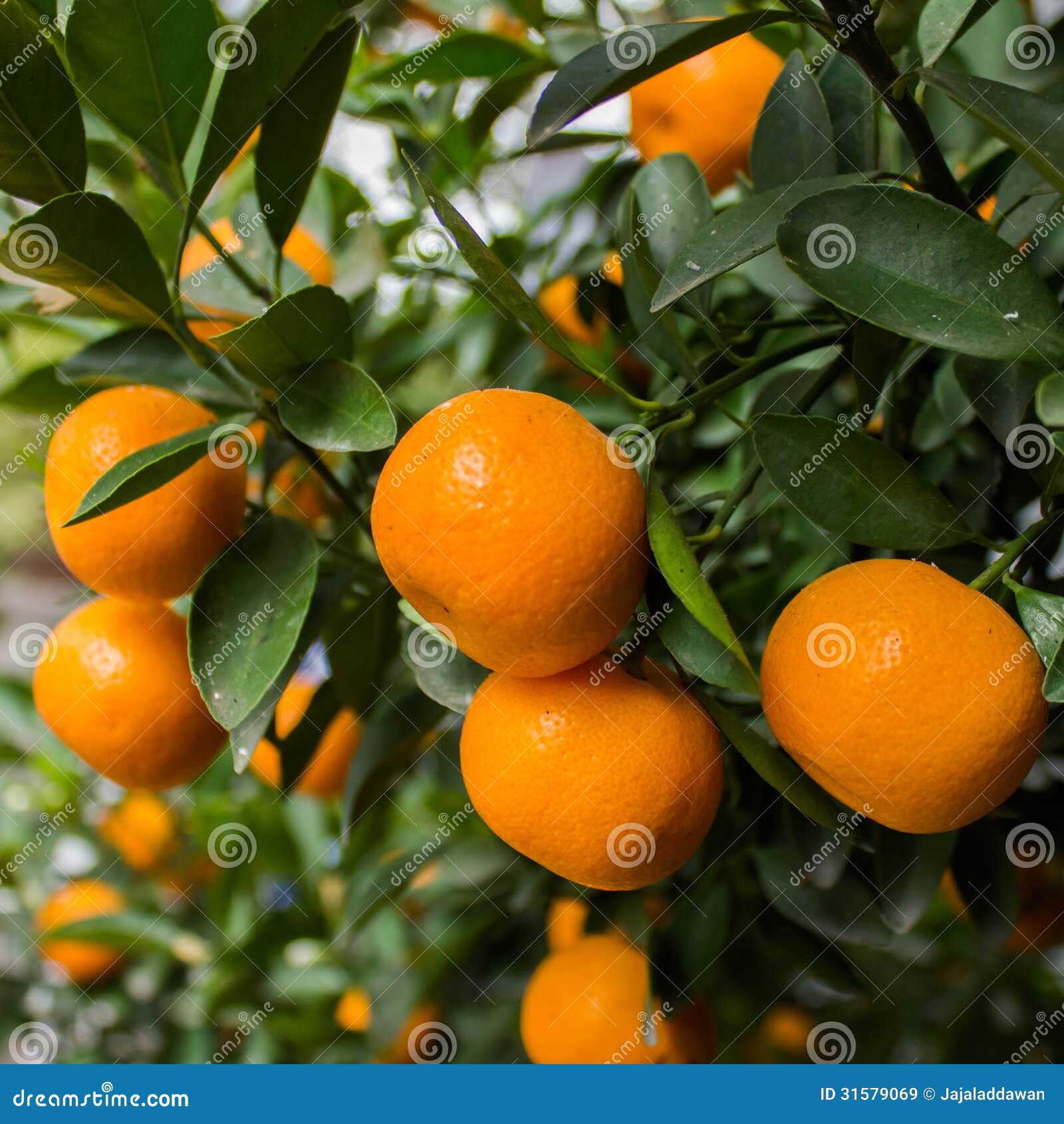 Mandarin oranges stock image. Image of branch, clove - 31579069