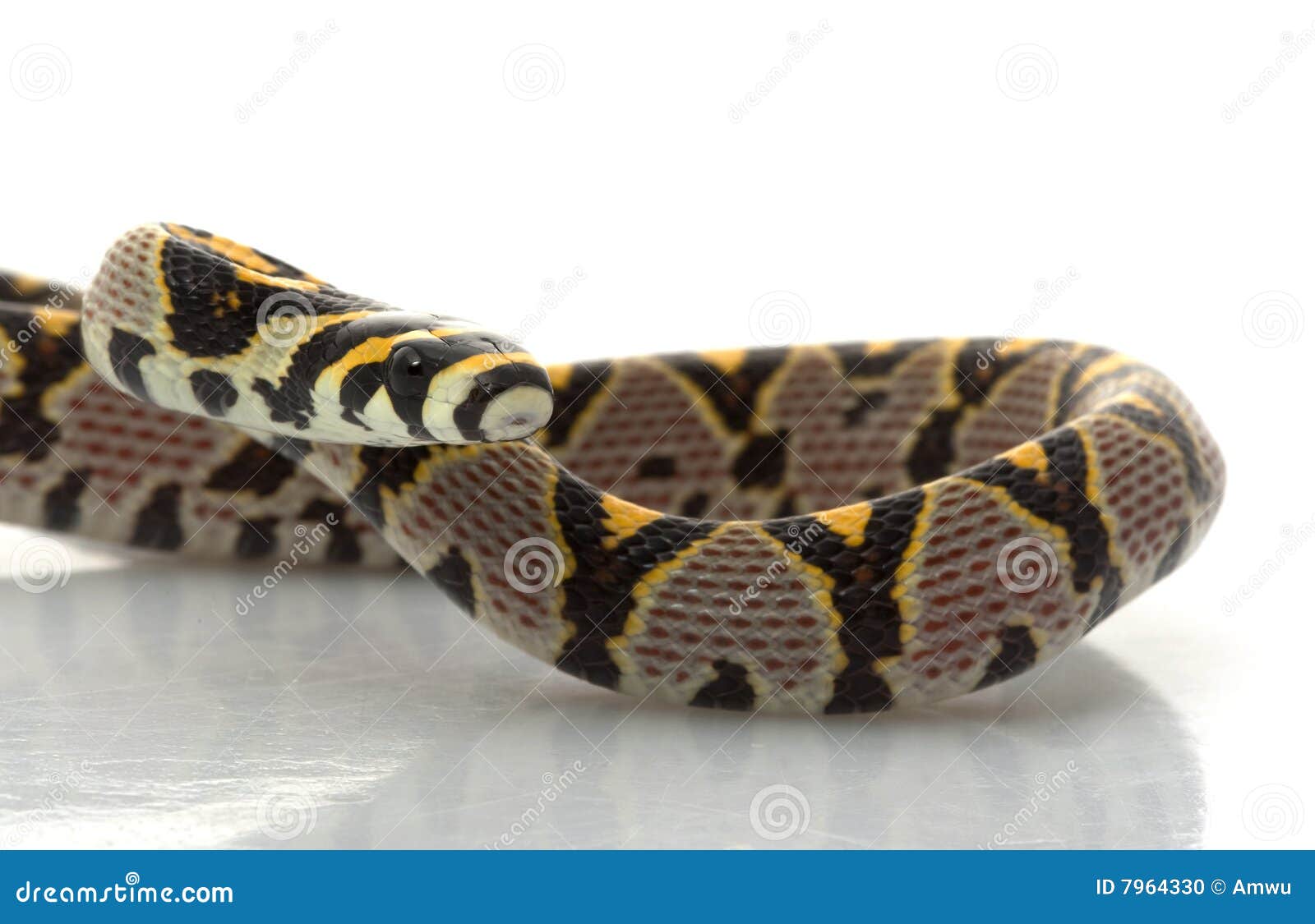 Mandarin Rat Snake Picture. Image: 7964330