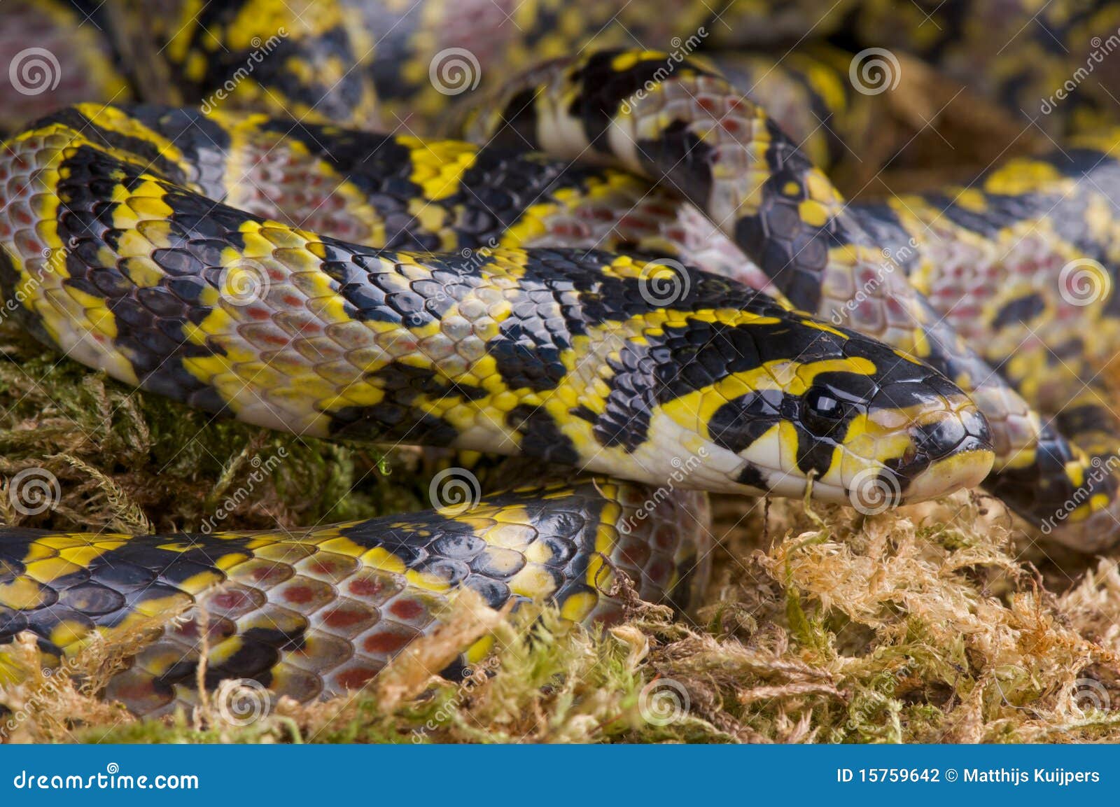 Mandarin ratsnake stock photo. Image of color, rainforest - 15759642