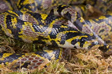 Mandarin ratsnake stock photo. Image of color, rainforest - 15759642