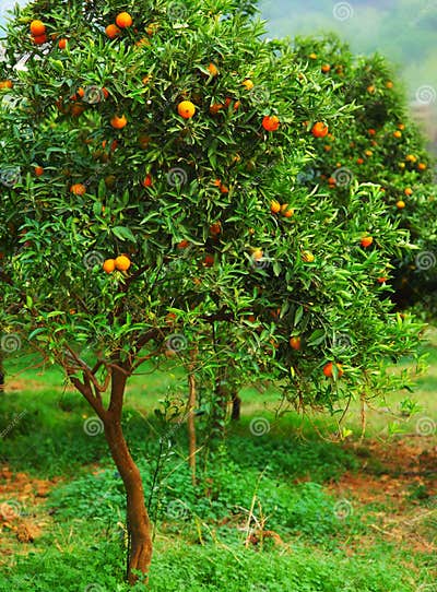 Mandarin tree stock image. Image of freshness, farm, flora - 18355317