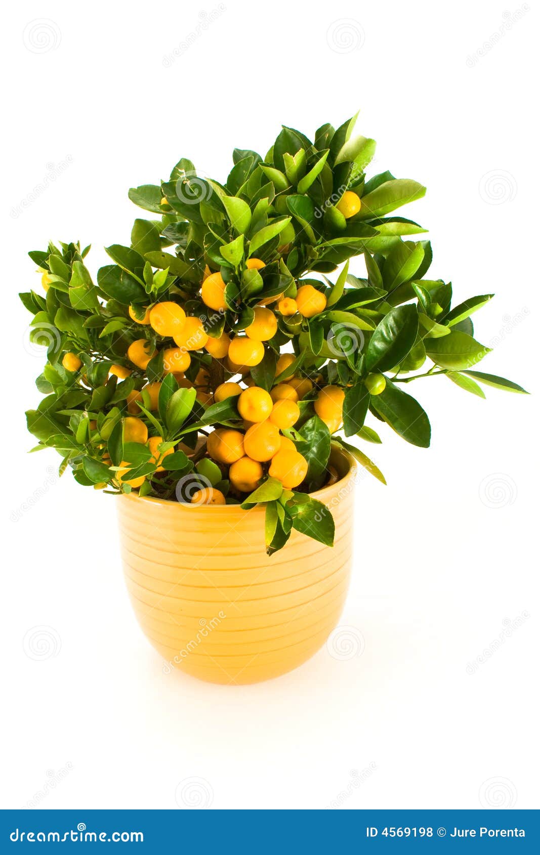 Mandarin tree. stock photo. Image of healthy, citrus, nutrition - 4569198