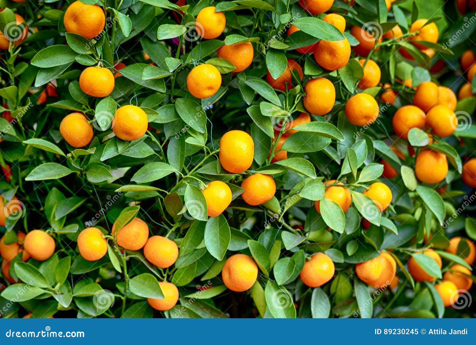 Mandarin Tree, Baiyunshan, China Stock Image - Image of guangzhou ...