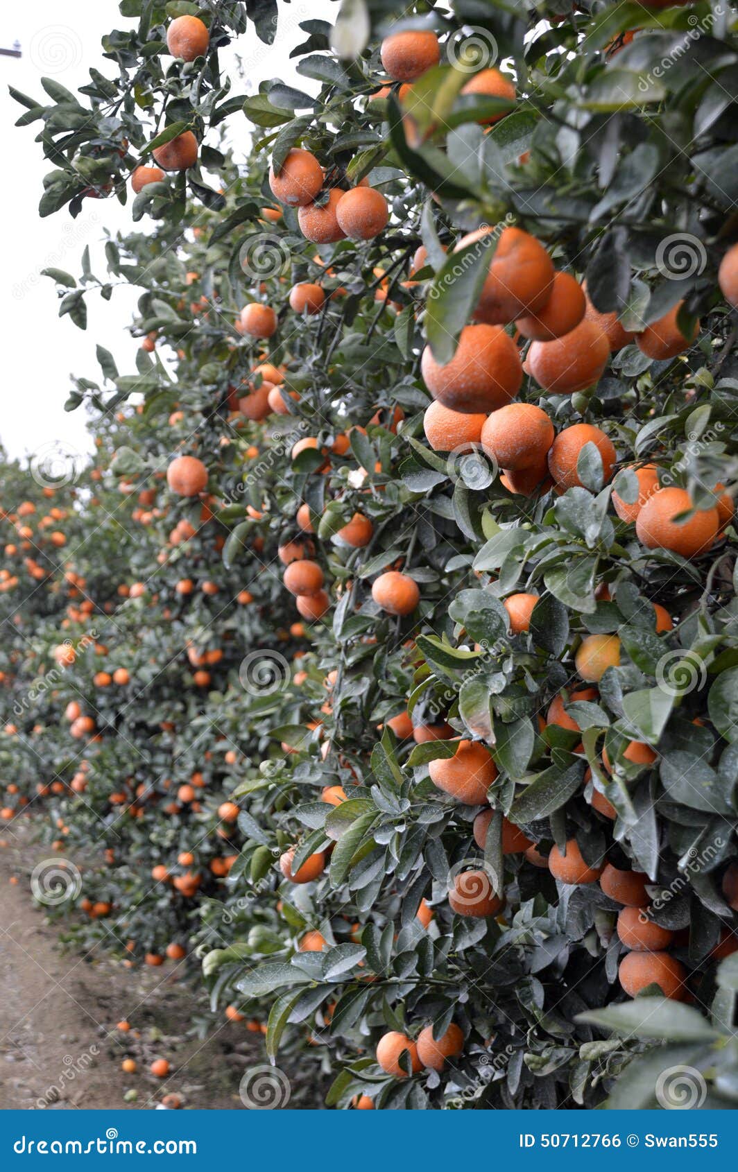 Mandarin tree. stock photo. Image of healthy, agriculture - 50712766