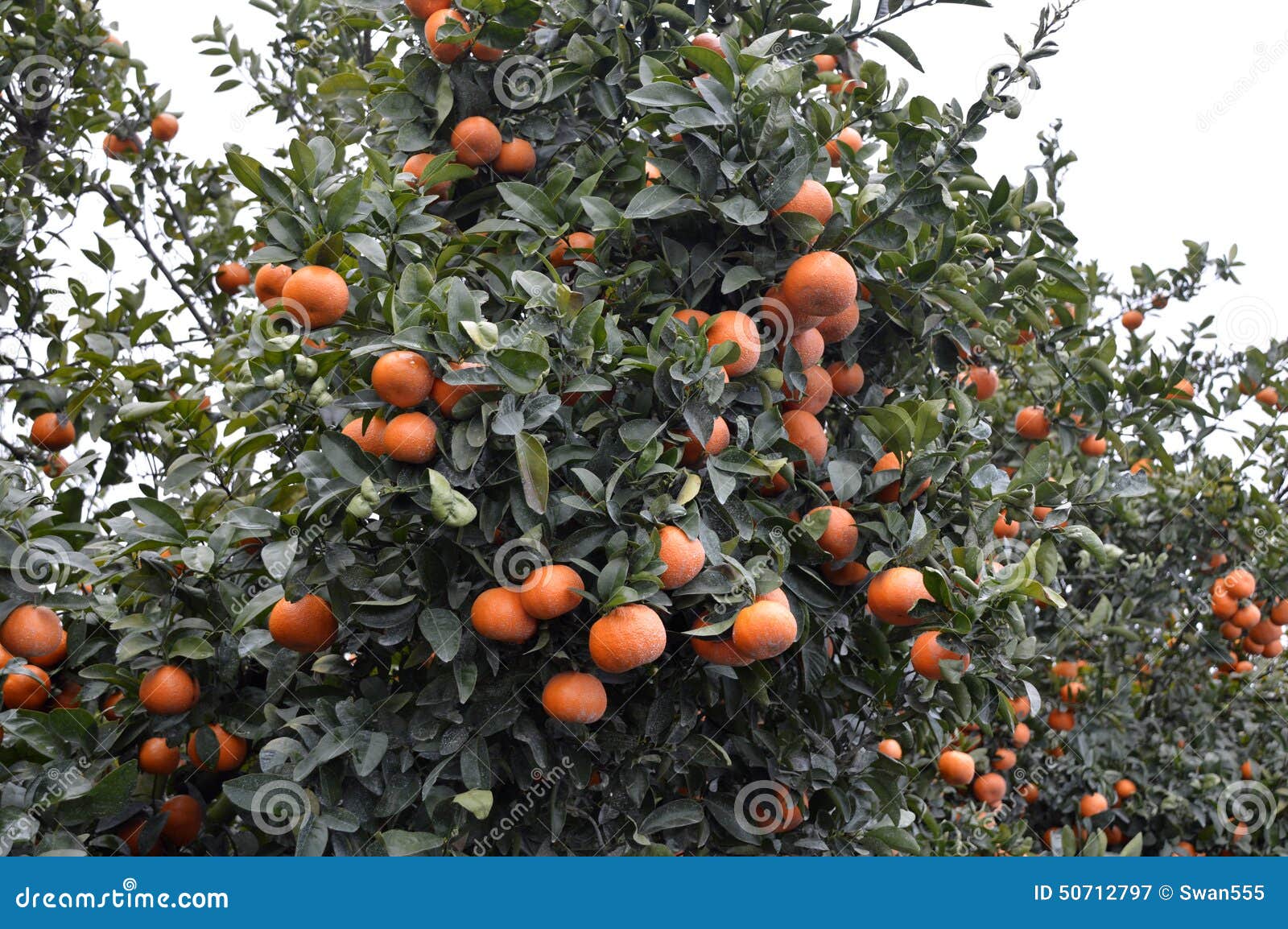 Mandarin tree. stock image. Image of growth, leaf, bunch - 50712797