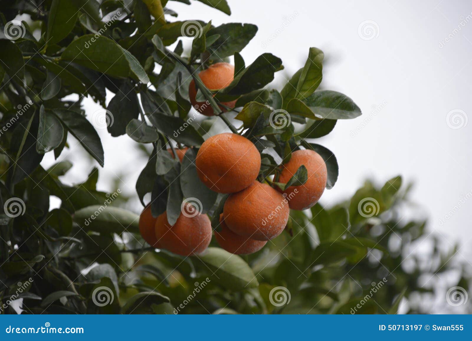 Mandarin tree. stock image. Image of growth, fall, citrus - 50713197