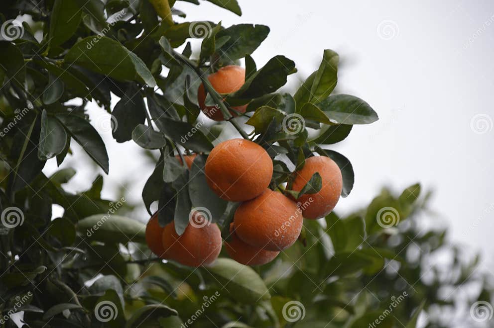 Mandarin tree. stock image. Image of growth, fall, citrus - 50713197