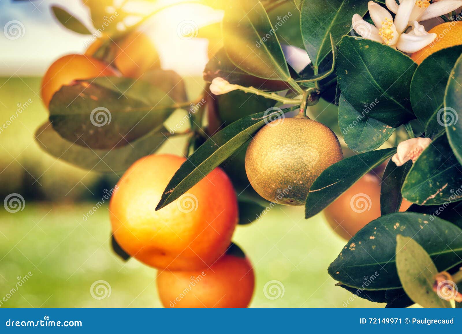 Mandarin Tree. Stock Photo | CartoonDealer.com #4569198