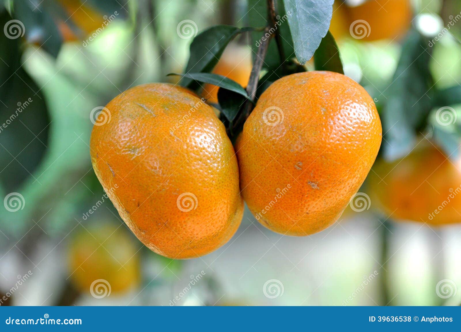 Mandarin stock photo. Image of mandarin, segment, glossy - 39636538