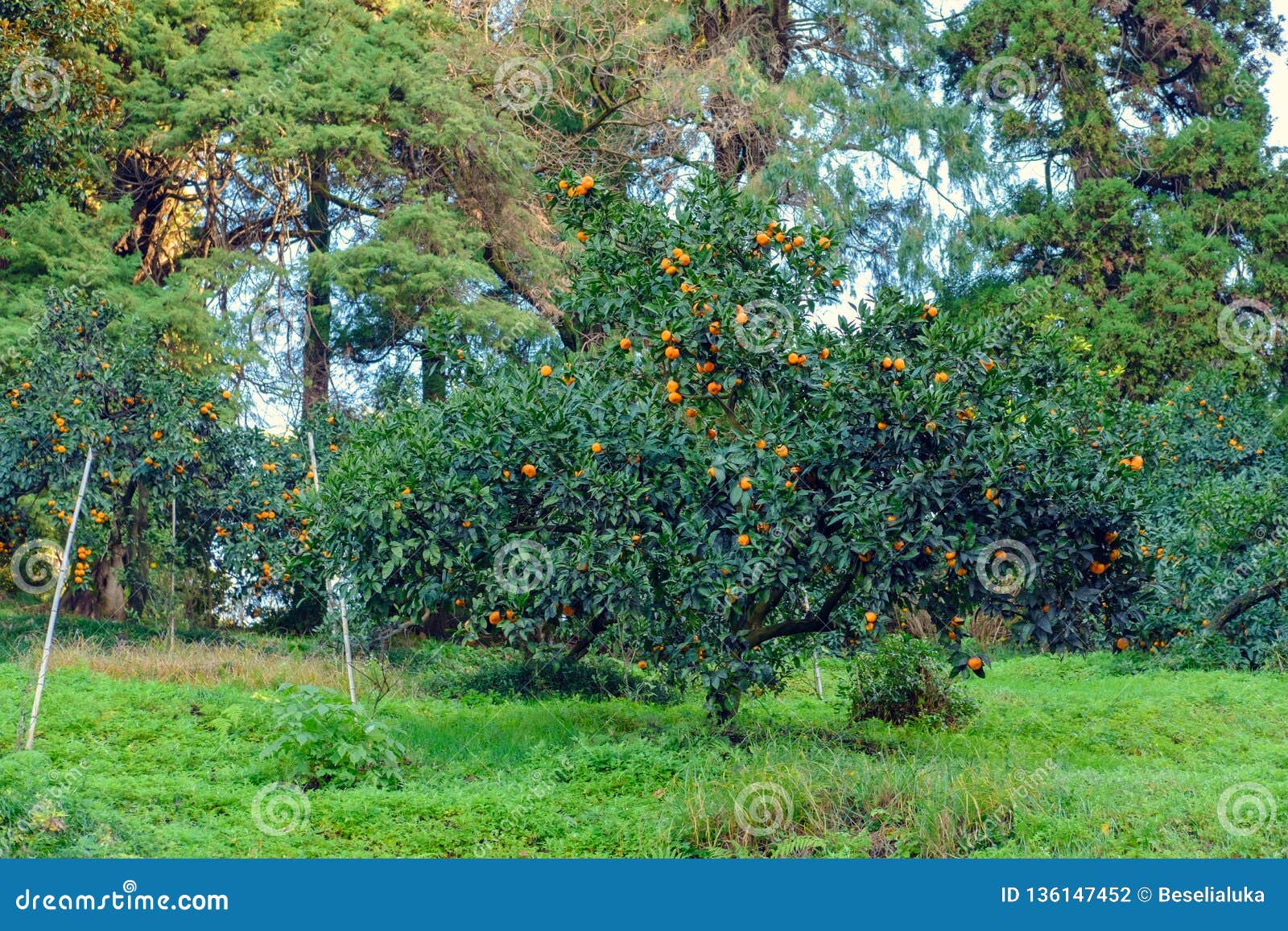 Mandarin tree stock photo. Image of light, farming, leaves - 136147452