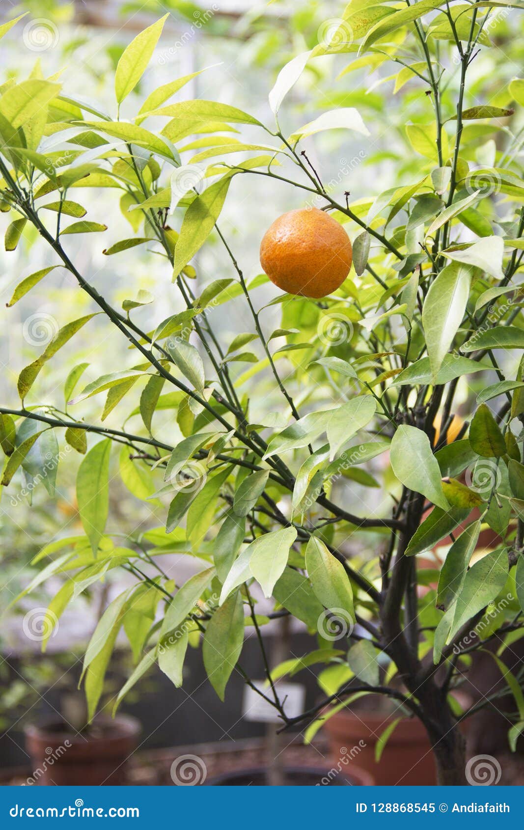 Mandarin Tree Grows in the Botanical Garden Stock Image - Image of ...