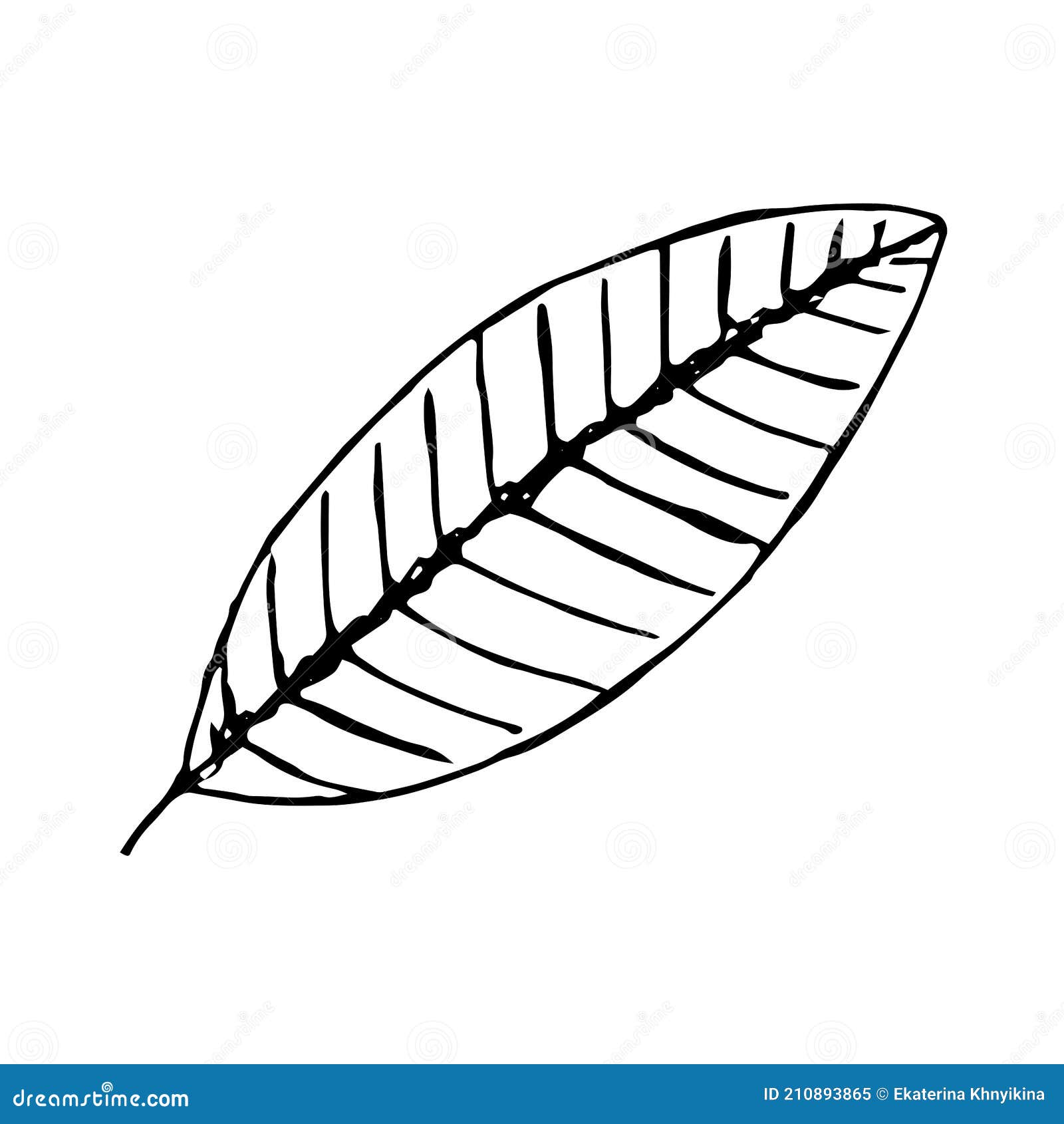 Mandarin Tree Leaf, Vector Doodle Illustration, Hand Drawn Sketch Stock ...