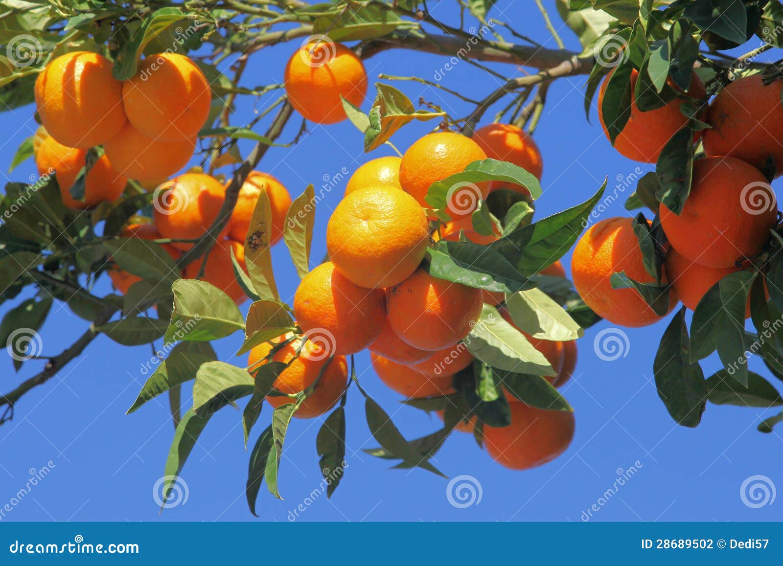 Mandarin Tree. Stock Photo | CartoonDealer.com #4569198