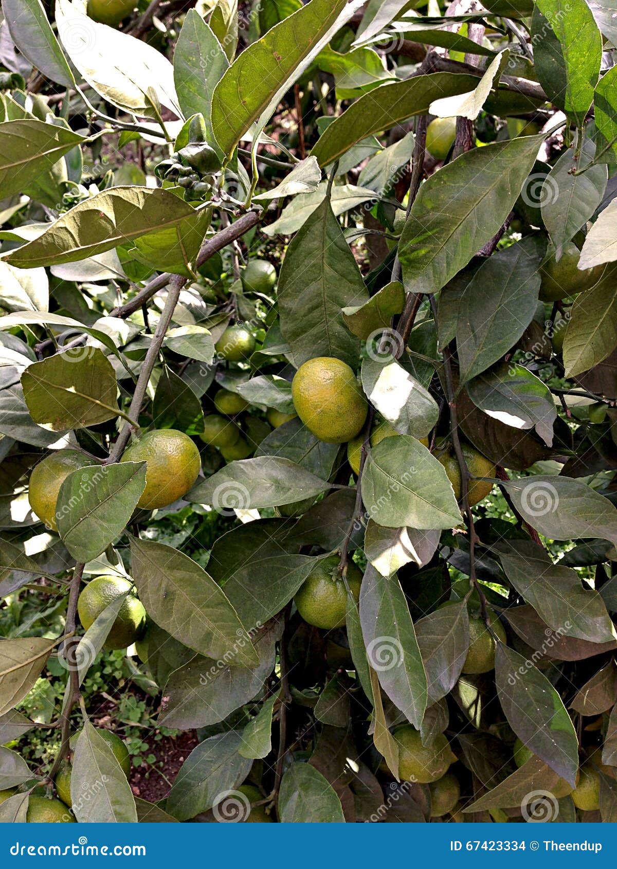 Mandarin tree stock photo. Image of grove, growth, freshness - 67423334