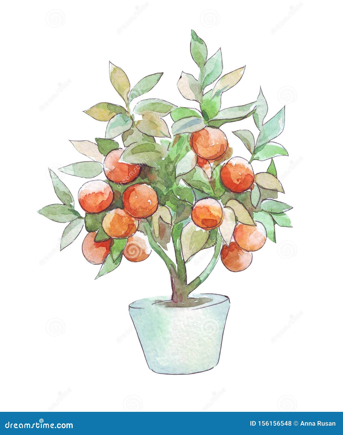 Mandarin Tree in a Pot Isolated Stock Illustration - Illustration of ...