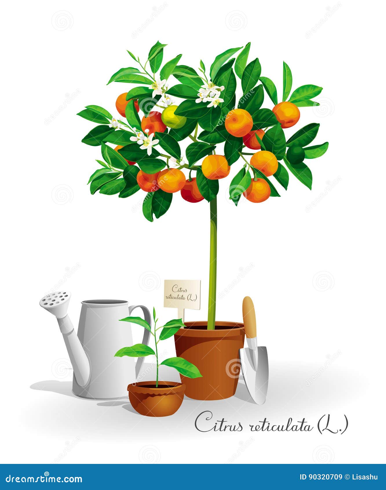Mandarin Tree Growth Stages. Vector Illustration. Ripening Period ...