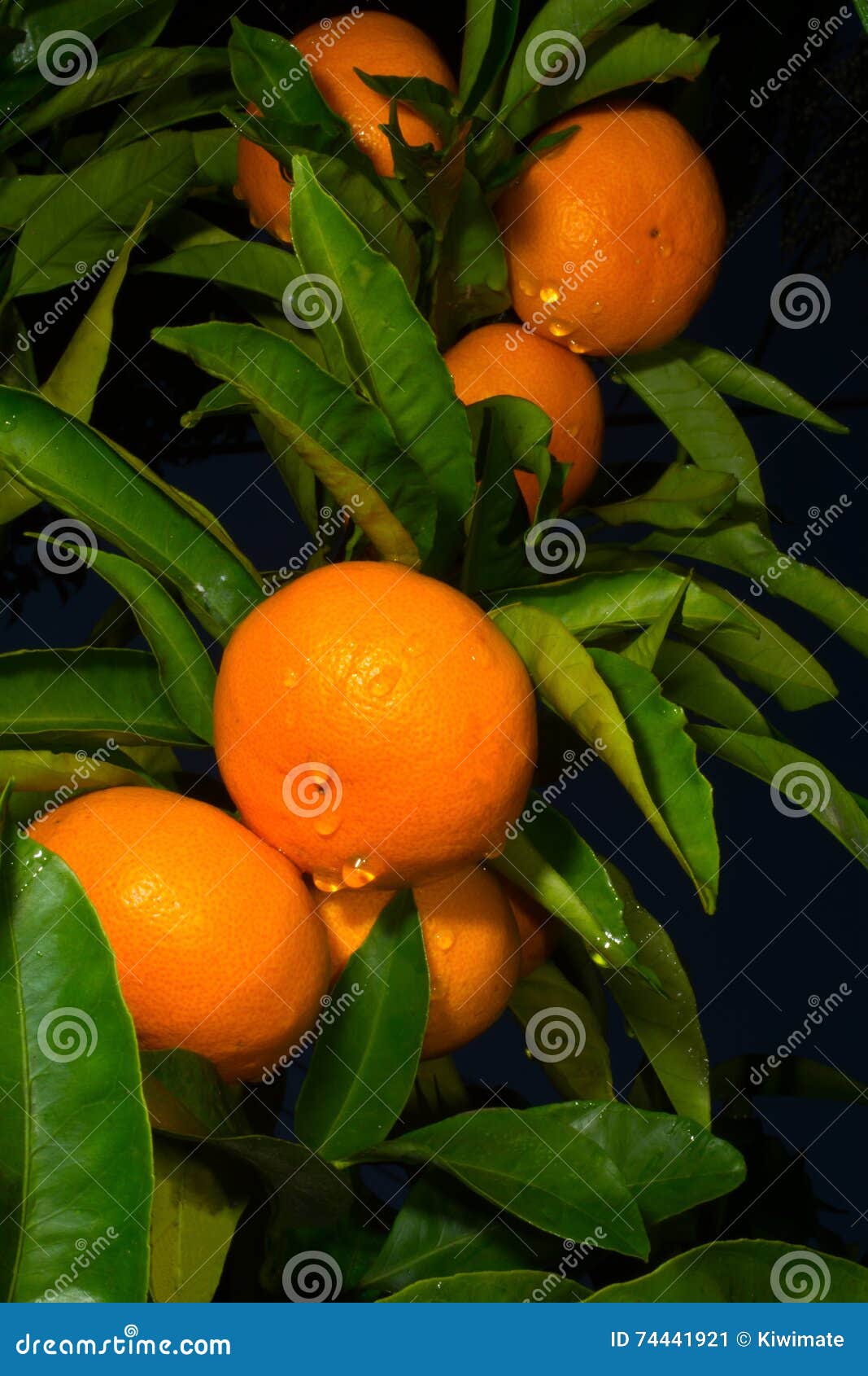 Mandarin tree stock image. Image of plant, crop, leaf - 74441921