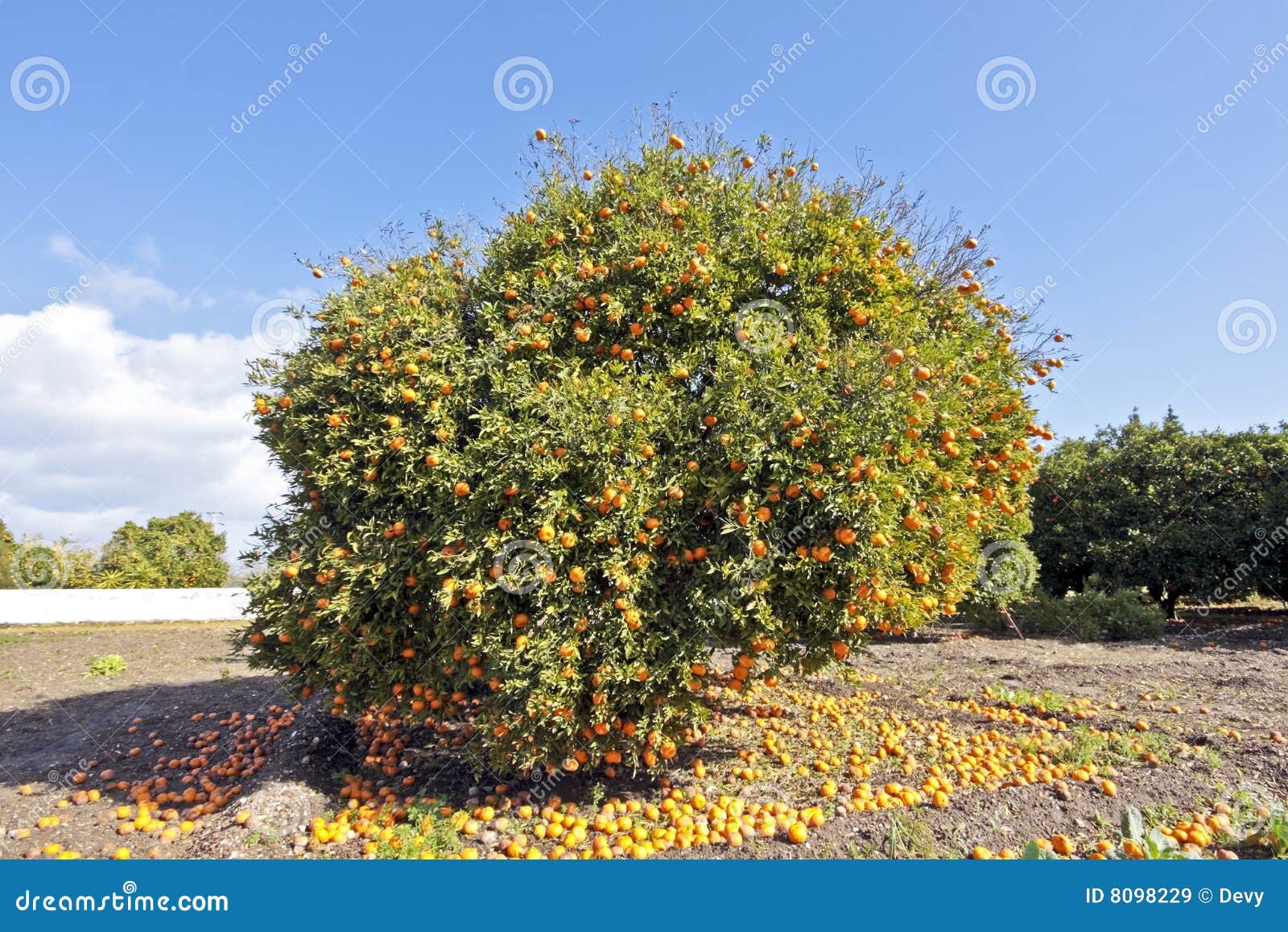 Mandarin Tree in Springtime Stock Image - Image of spring, food: 8098229
