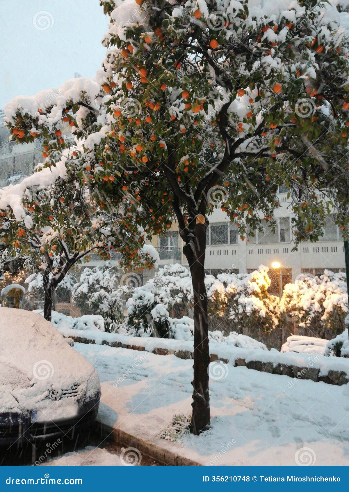 Mandarin Tree. Stock Photo | CartoonDealer.com #4569198