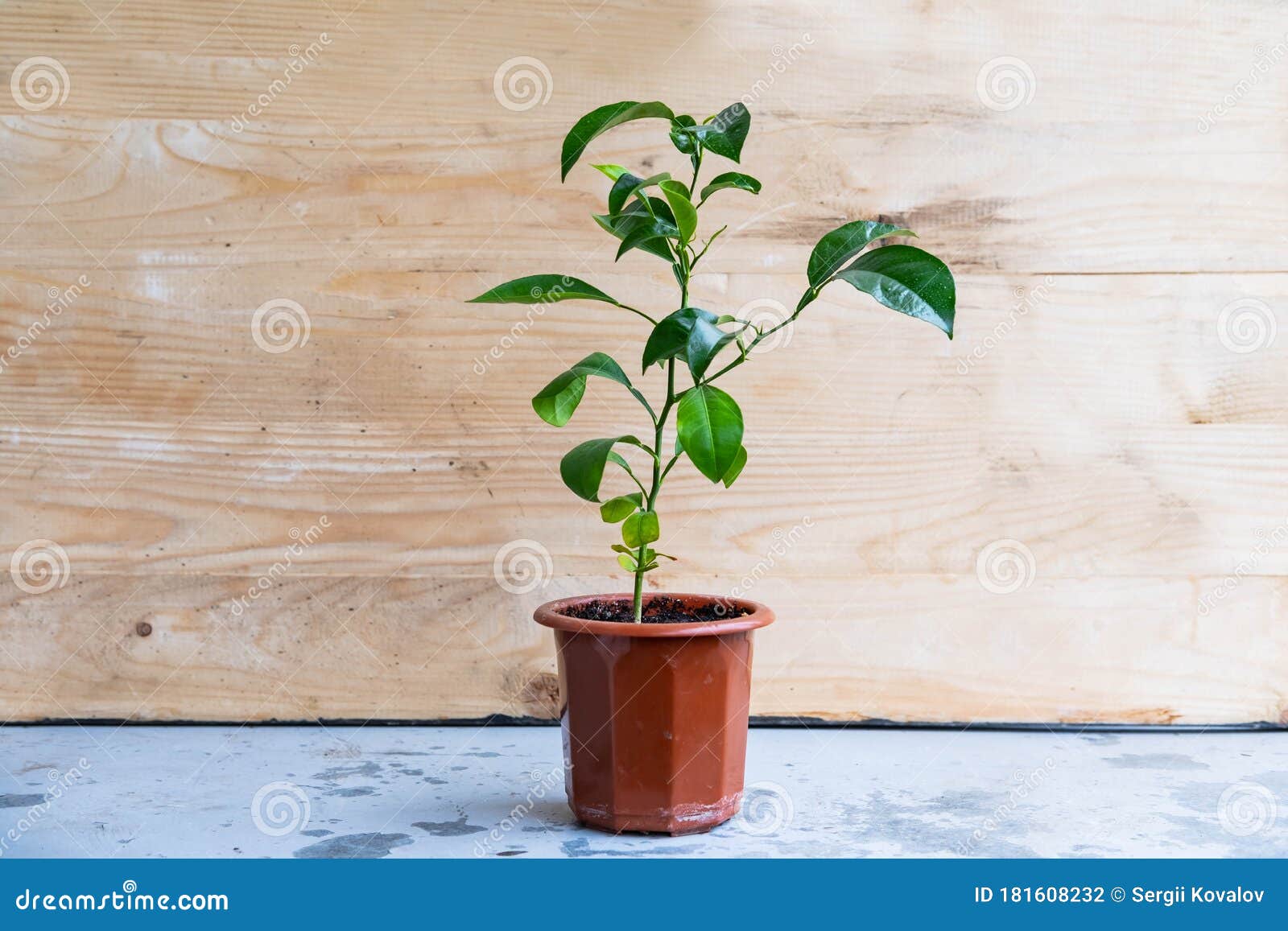Mandarin tree stock photo. Image of mandarin, tree, growth - 181608232