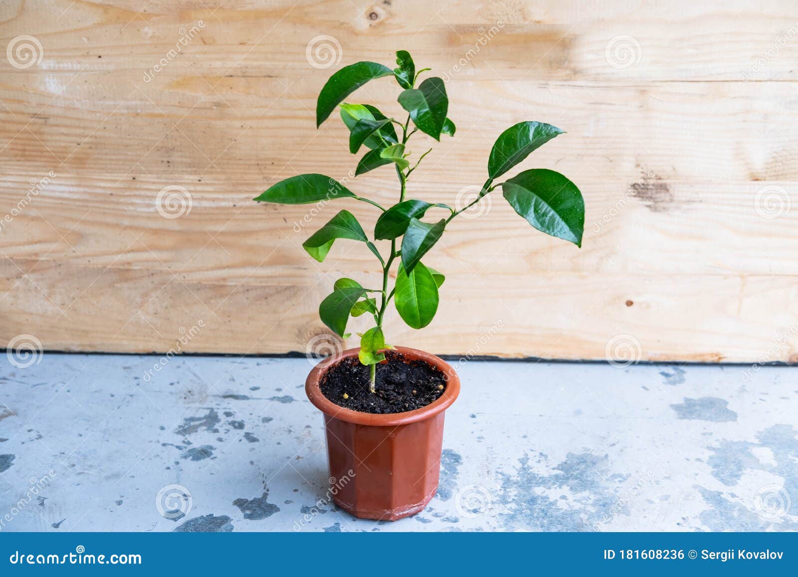 Mandarin tree stock photo. Image of garden, agriculture - 181608236