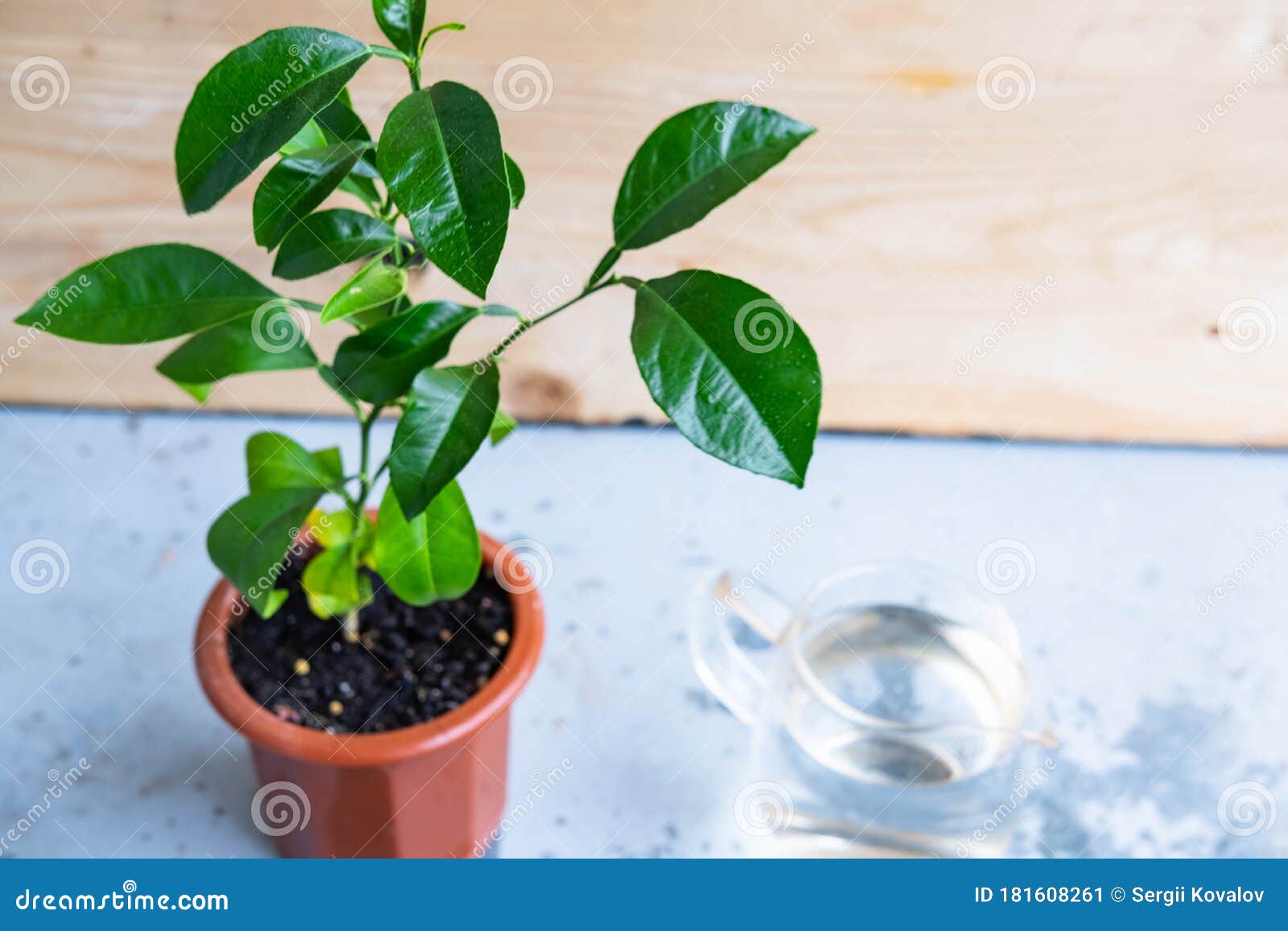 Mandarin tree stock image. Image of yellow, natural - 181608261