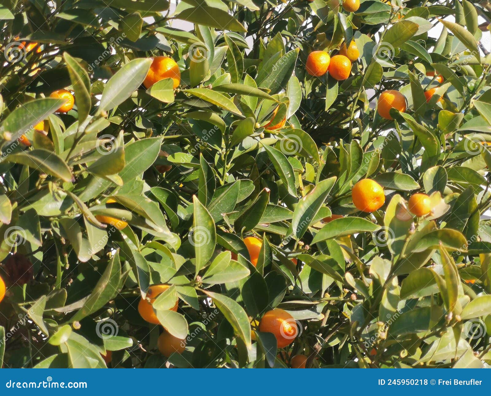 Mandarin Trees with Lots of Fruit To See Stock Photo - Image of healthy ...