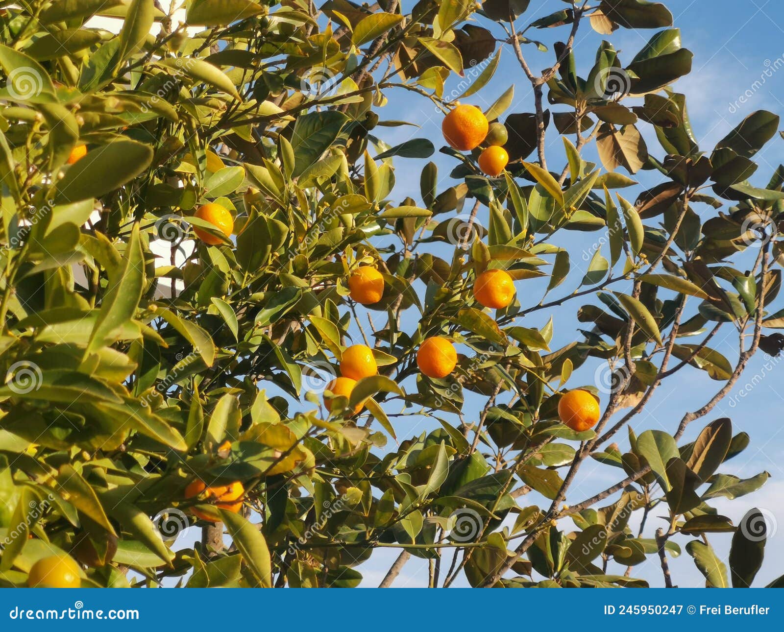 Mandarin Trees with Lots of Fruit To See Stock Image - Image of growth ...
