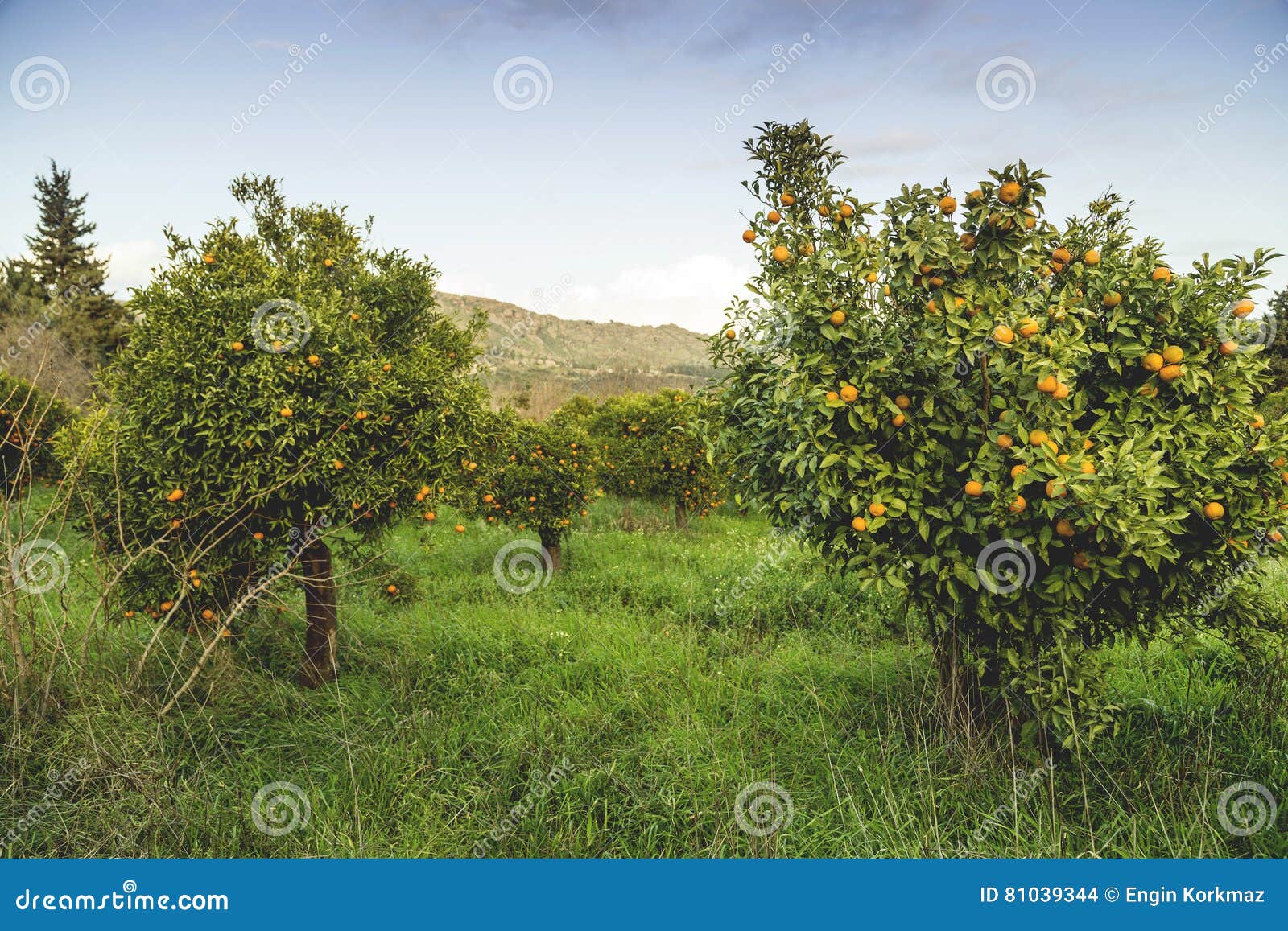 Mandarin trees stock photo. Image of field, bodrum, fertility - 81039344