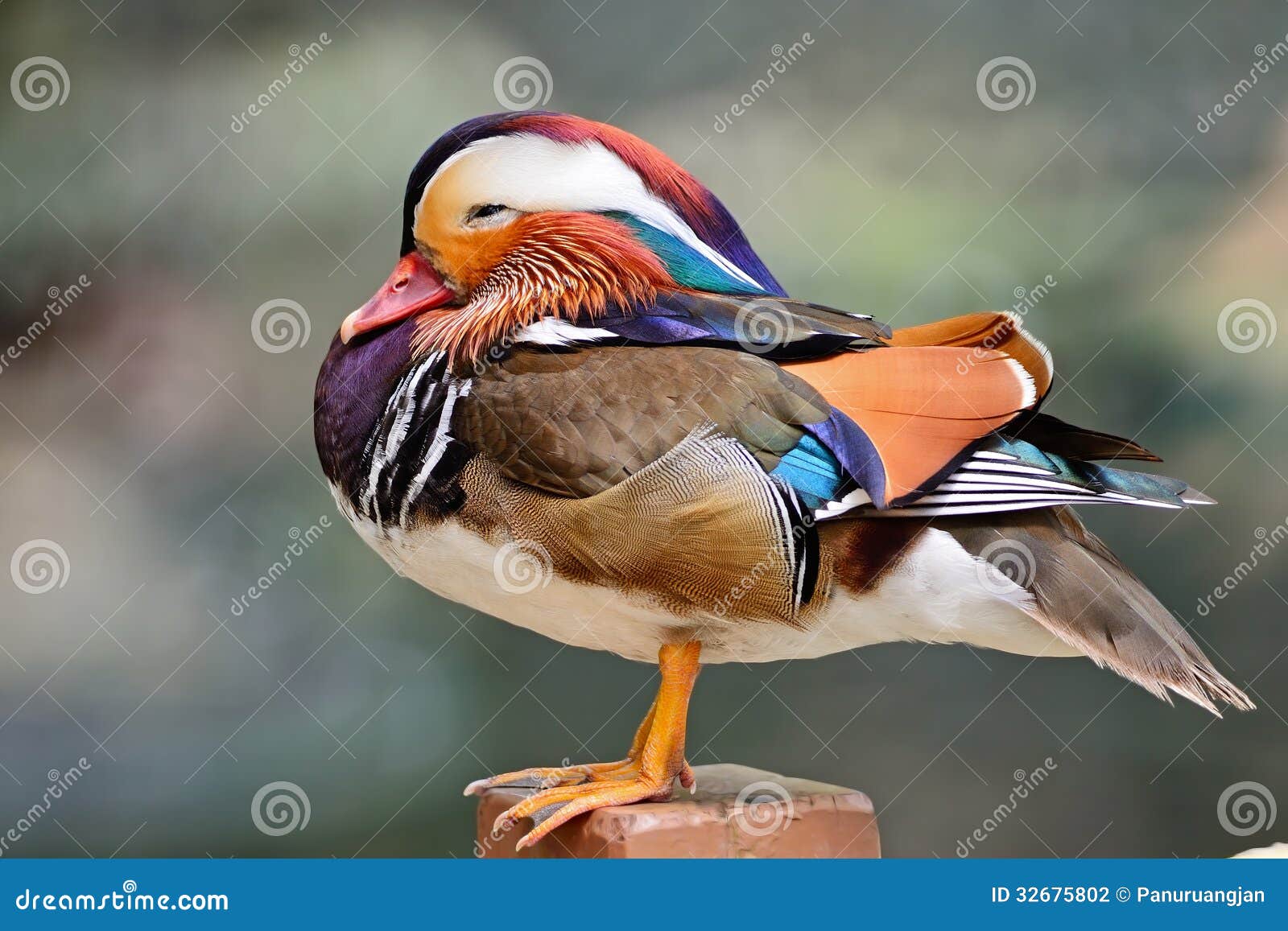 Mandarinand arkivfoto. Bild av sjö, vild, massage, djurliv - 32675802