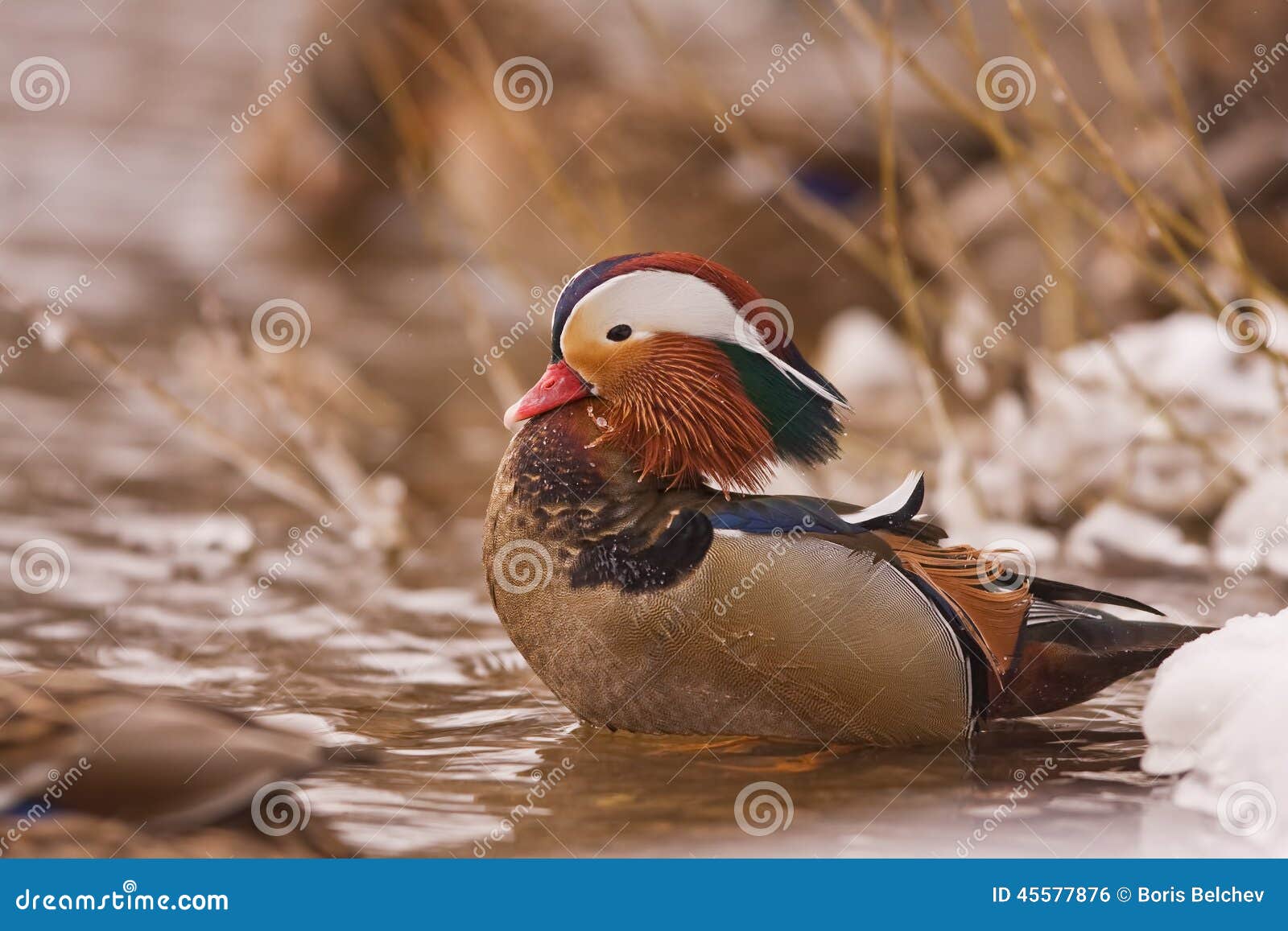 A Mandarine Duck Stretching Stock Photo - Image of look, galericulata ...