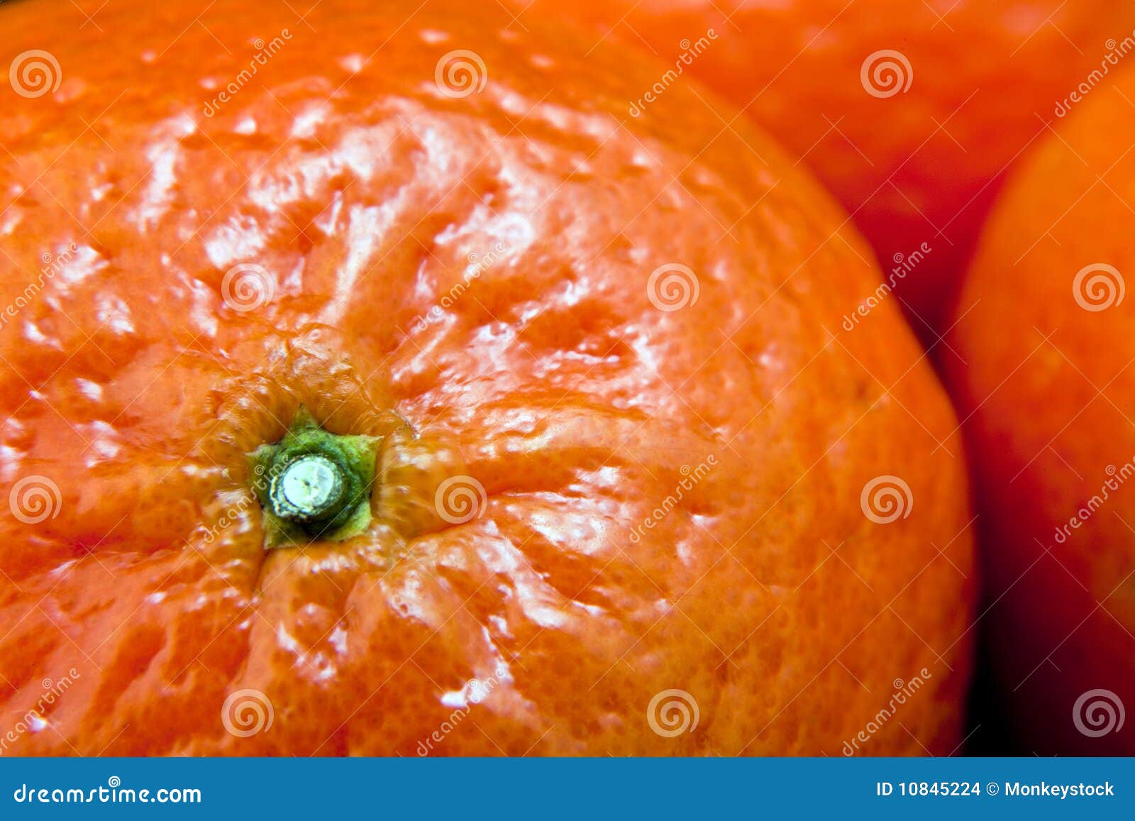 Mandarine stalk stock photo. Image of stem, fruit, stalk - 10845224