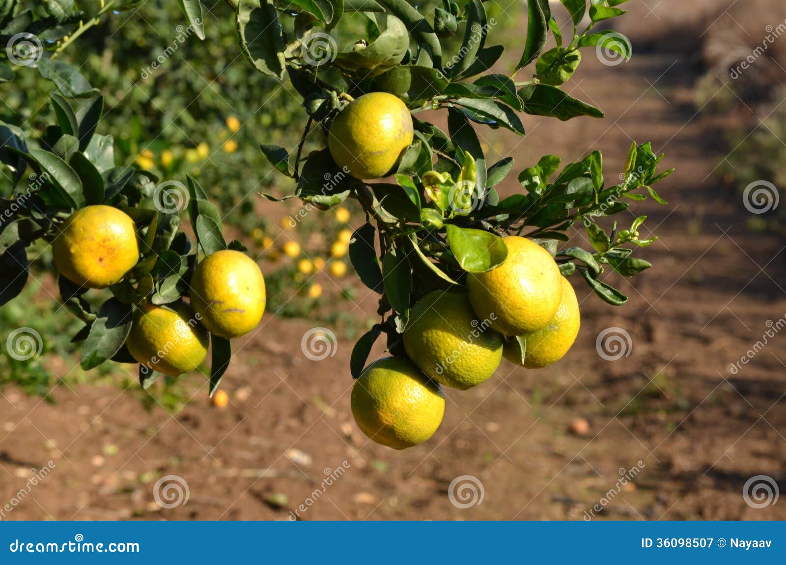 Mandarine tree stock image. Image of israel, fresh, featured - 36098507