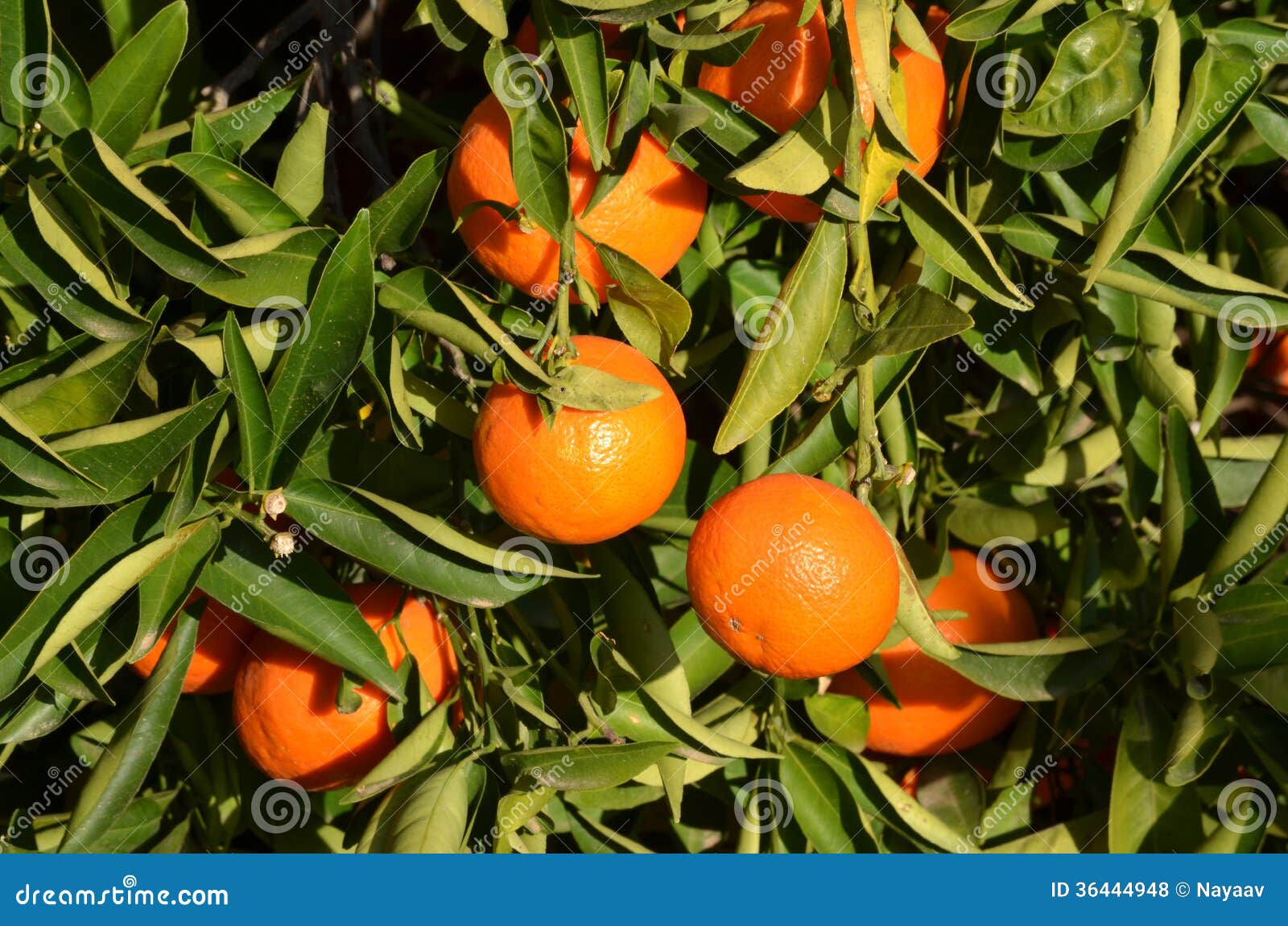 Mandarine tree stock photo. Image of grow, agriculture - 36444948