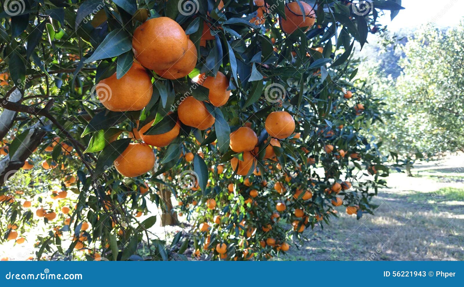 Mandarinen-Bauernhof in Laughtondale, NSW Stockbild - Bild von ...