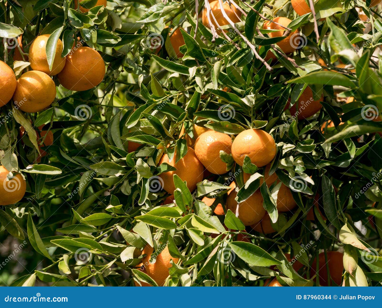 Mandarines Growing on Tree and Blue Sky. Stock Photo - Image of border ...
