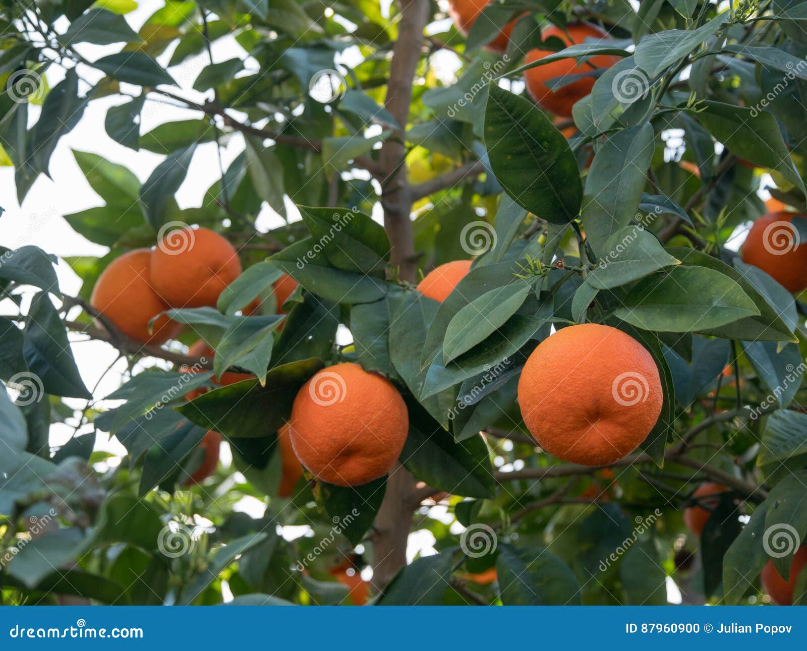 Mandarines Growing on Tree and Blue Sky Stock Photo - Image of blur ...