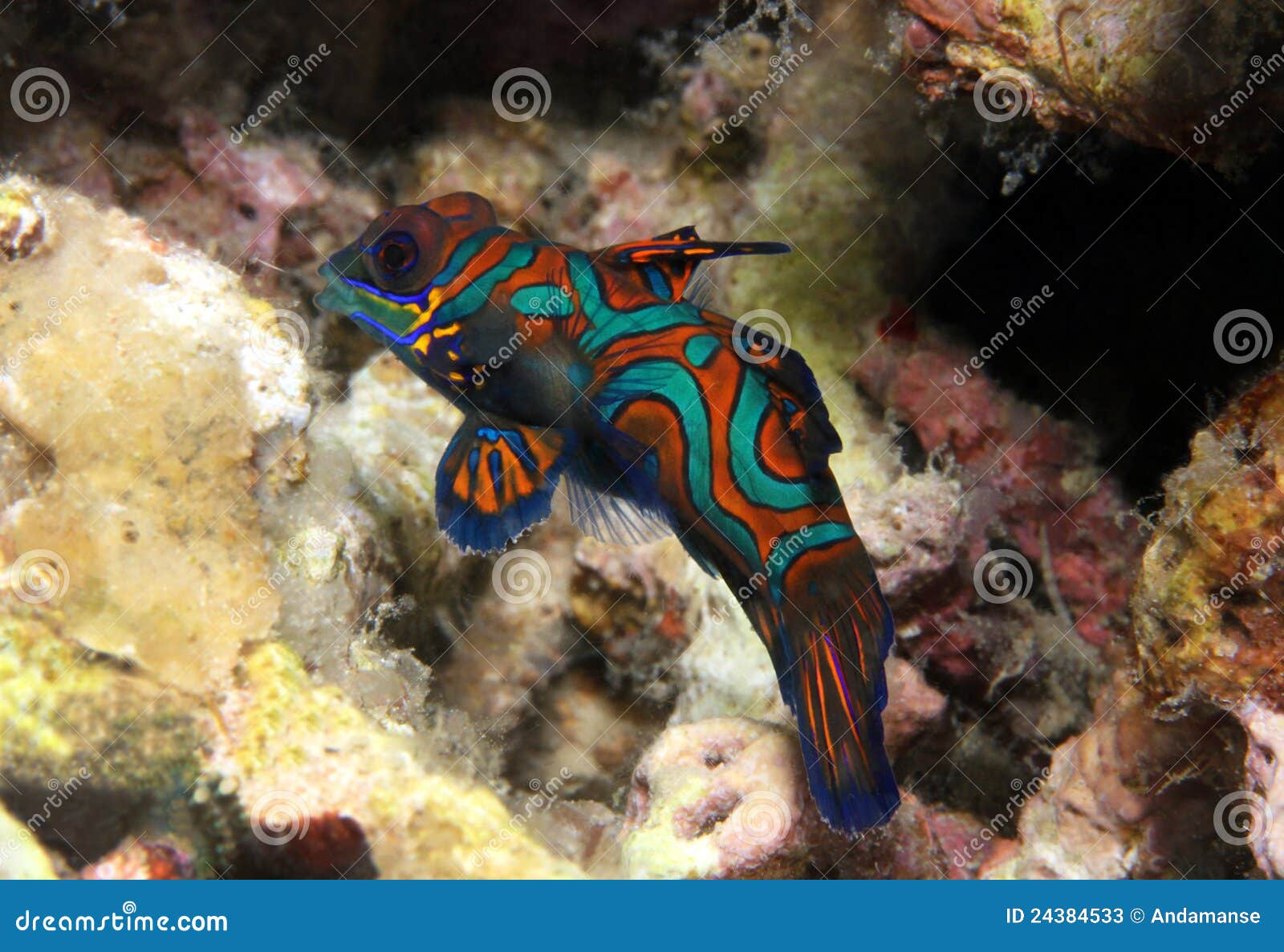 Mandarinfish stock image. Image of ocean, diving, sulawesi - 24384533