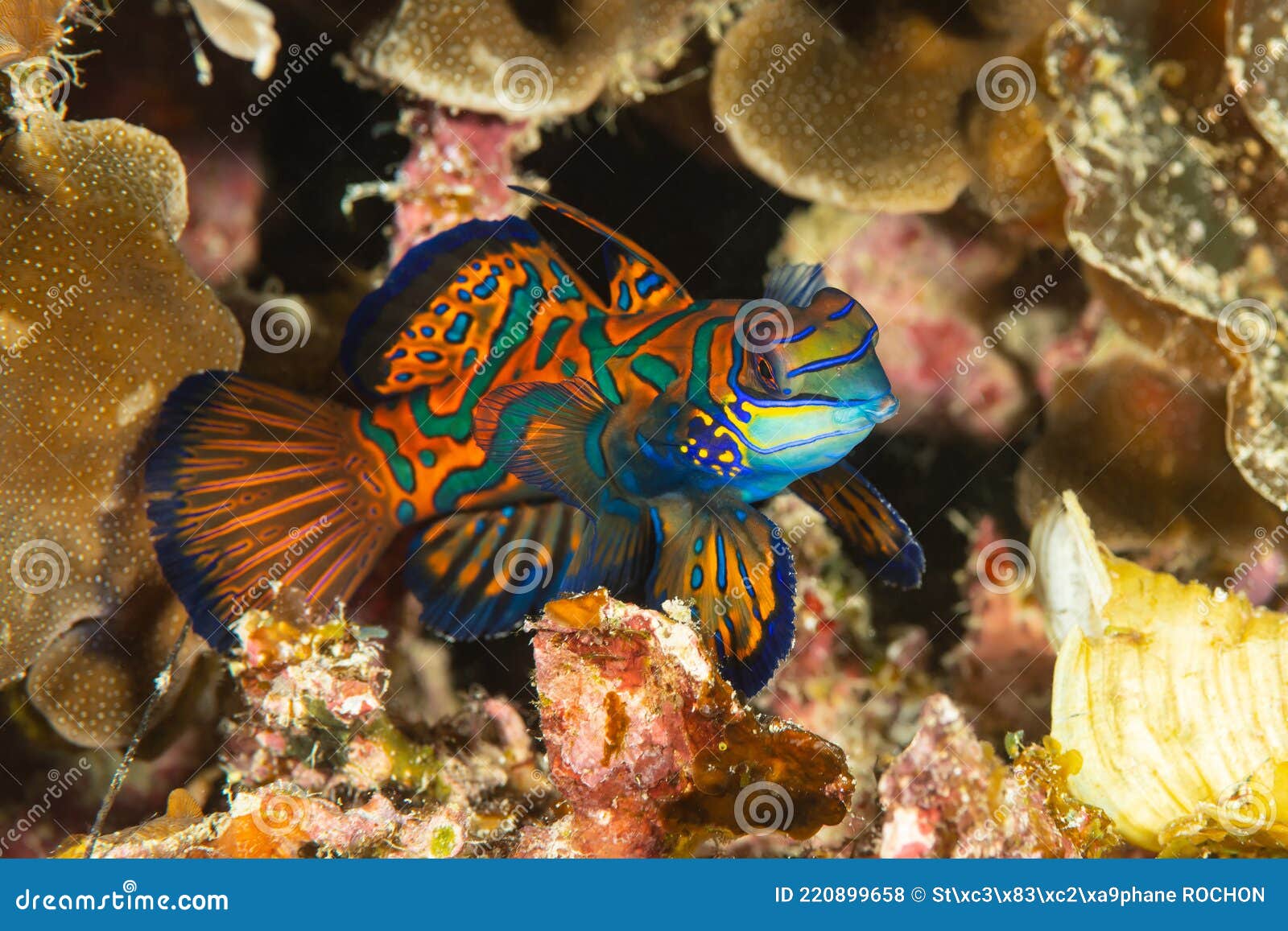 Fish. Dragonet Mandarinfish (Synchiropus Splendidus) Swims Over Royalty ...