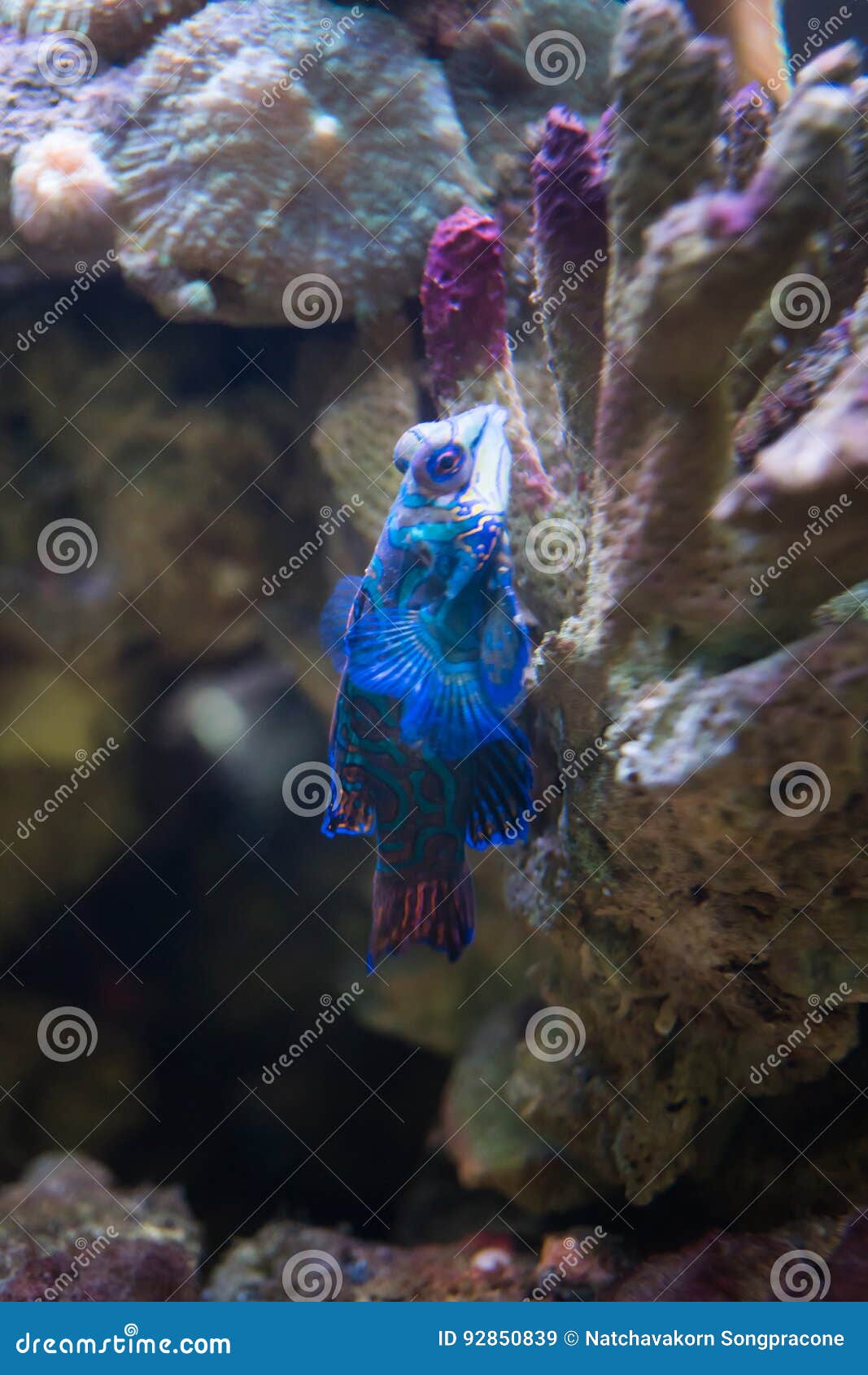 Mandarinfish in Marine Aquarium Stock Image - Image of mandarin ...