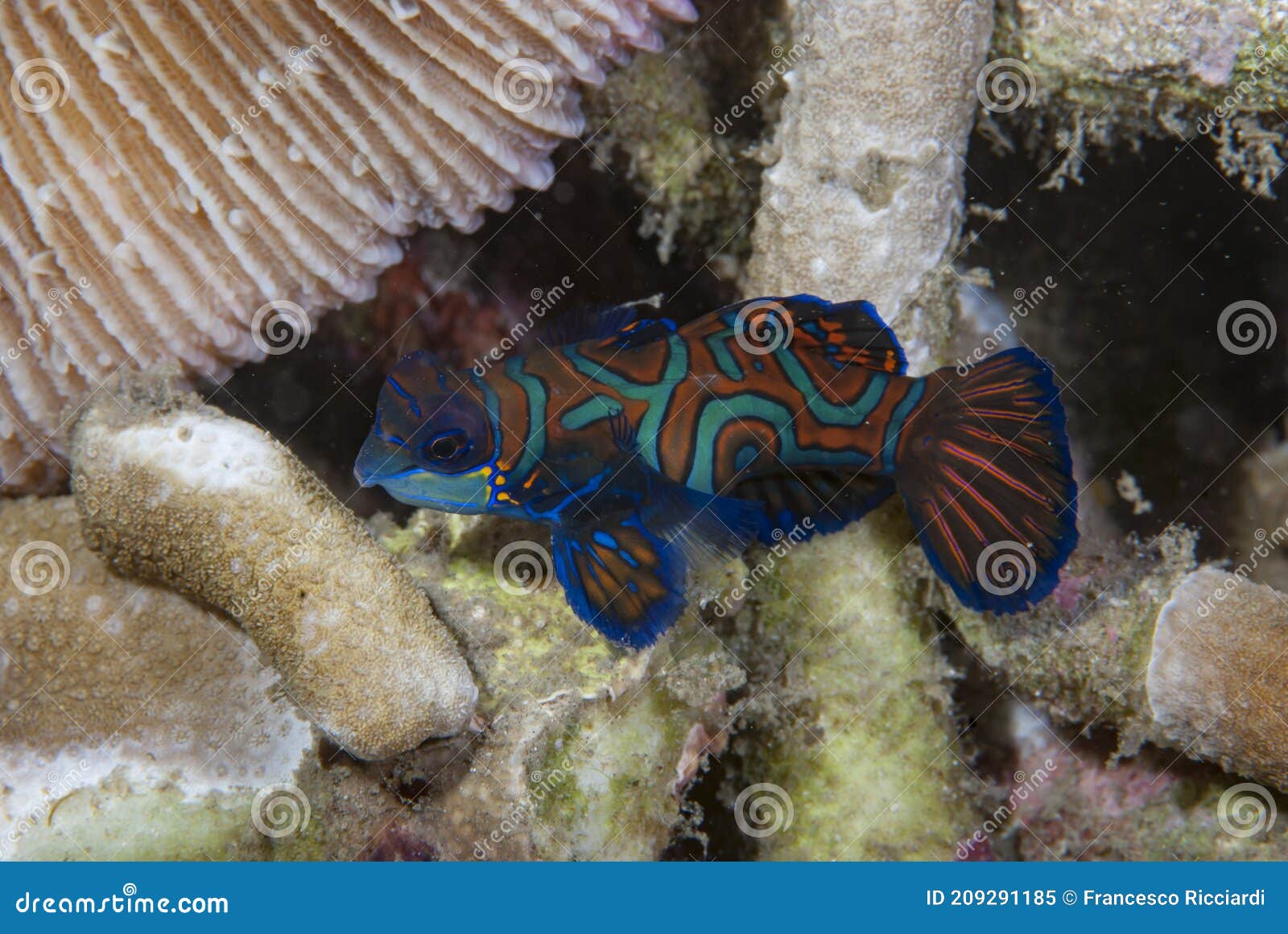 Mandarinfish Synchiropus Splendidus Stock Image - Image of bottom, fish ...
