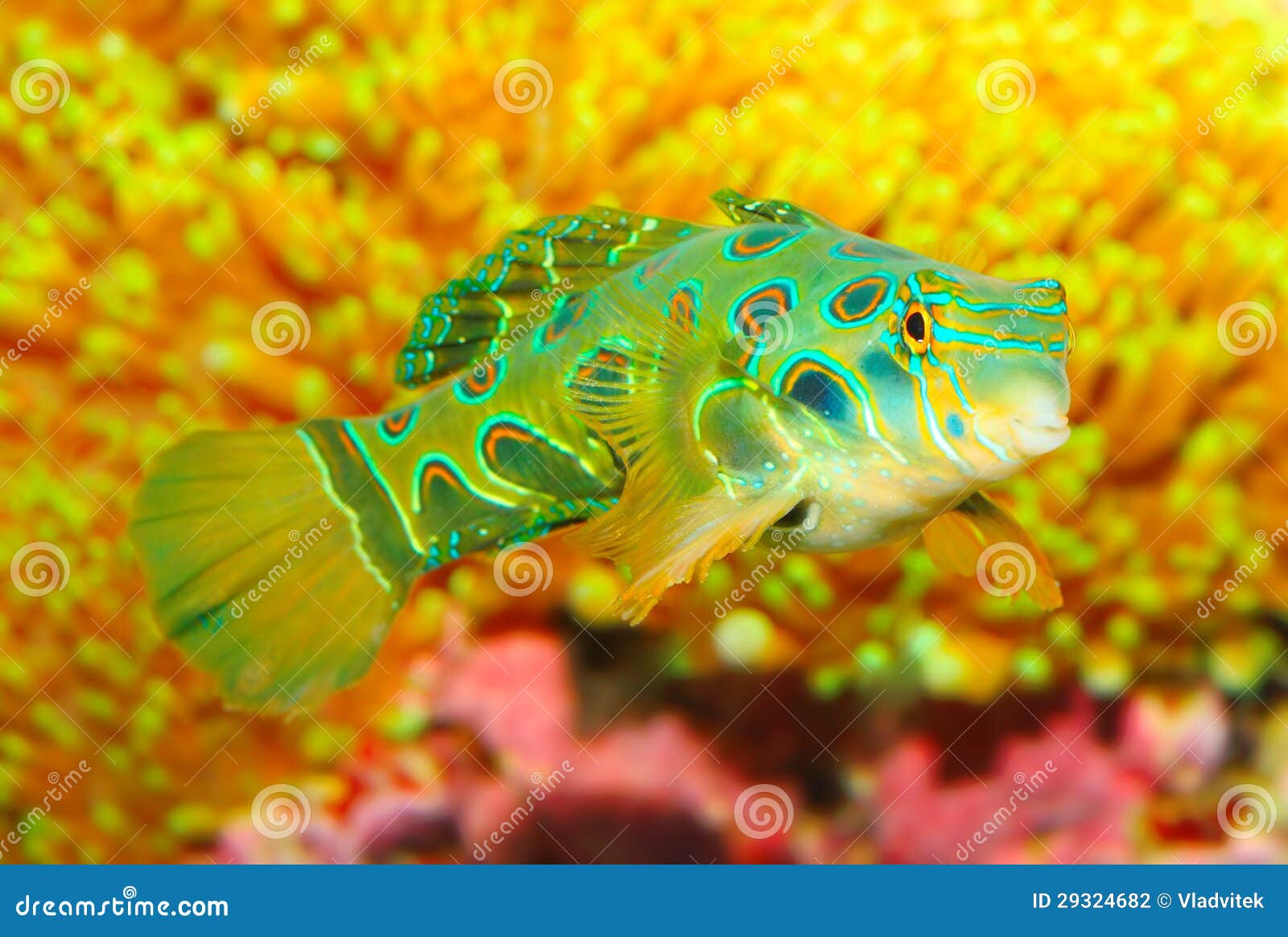 The Mandarinfish (Synchiropus Splendidus). Stock Photo - Image of coral ...