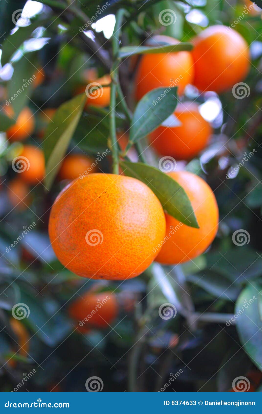 Mandarini cinesi immagine stock. Immagine di crescere - 8374633