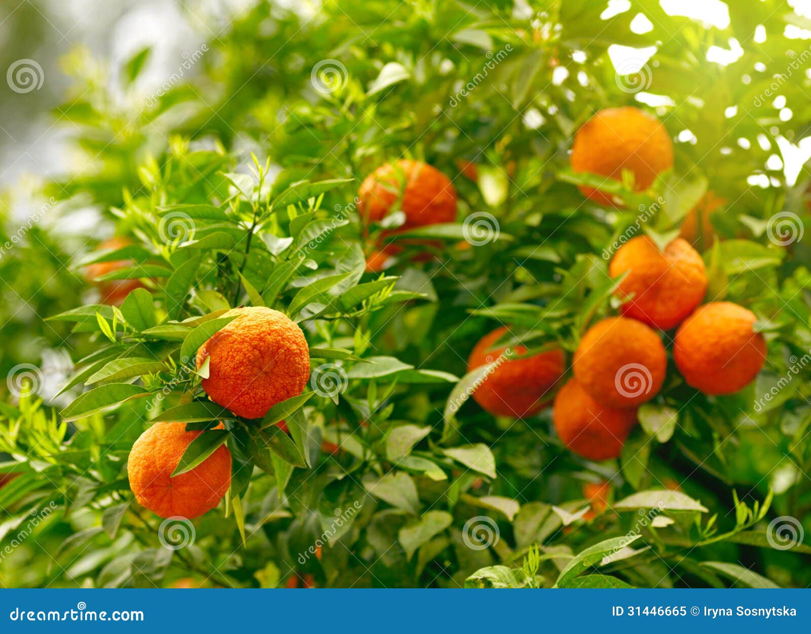 Mandarini Su Un Ramo Di Albero Immagine Stock - Immagine di goccia ...