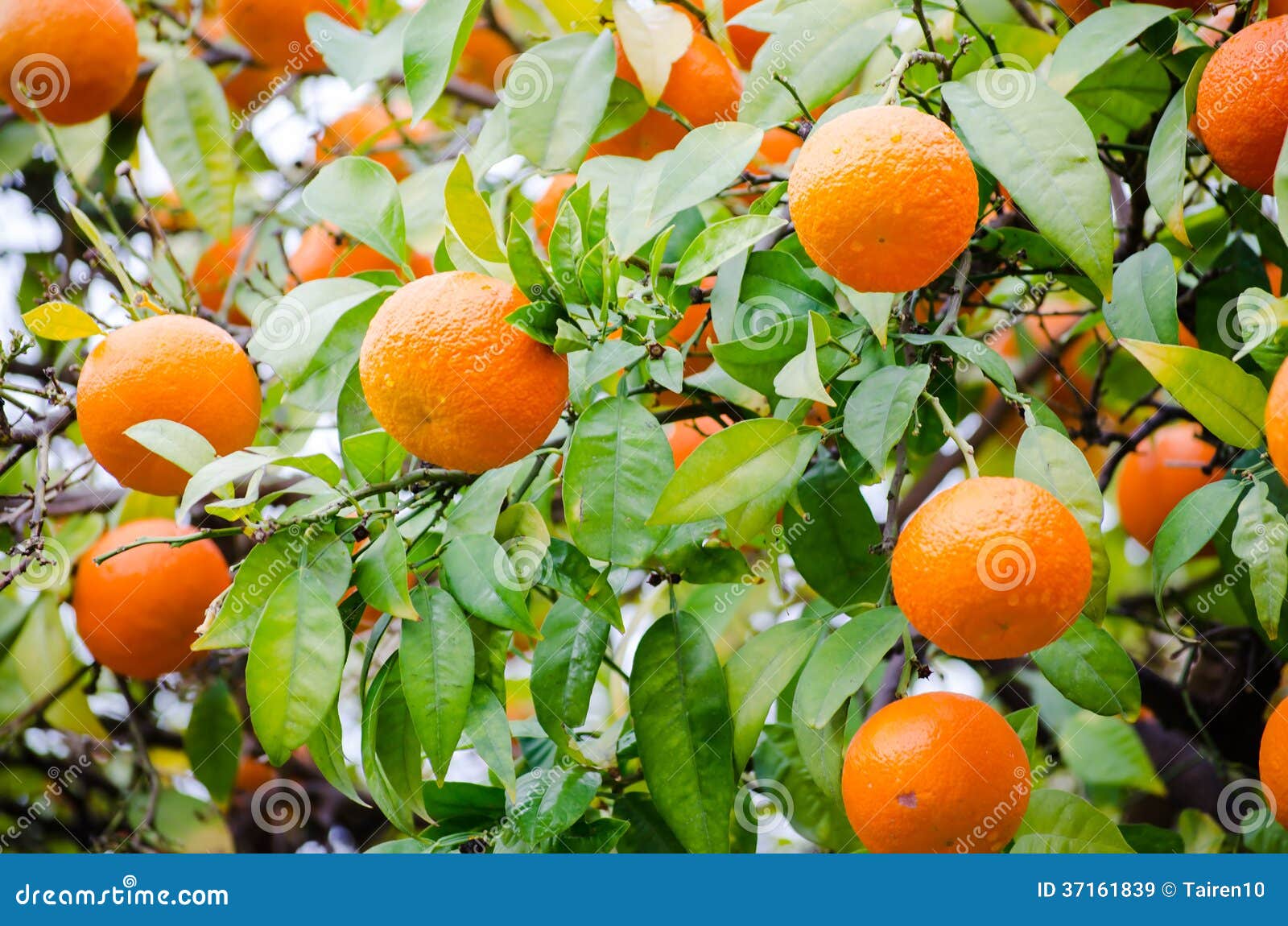Mandarinier image stock. Image du fruits, branchement - 37161839