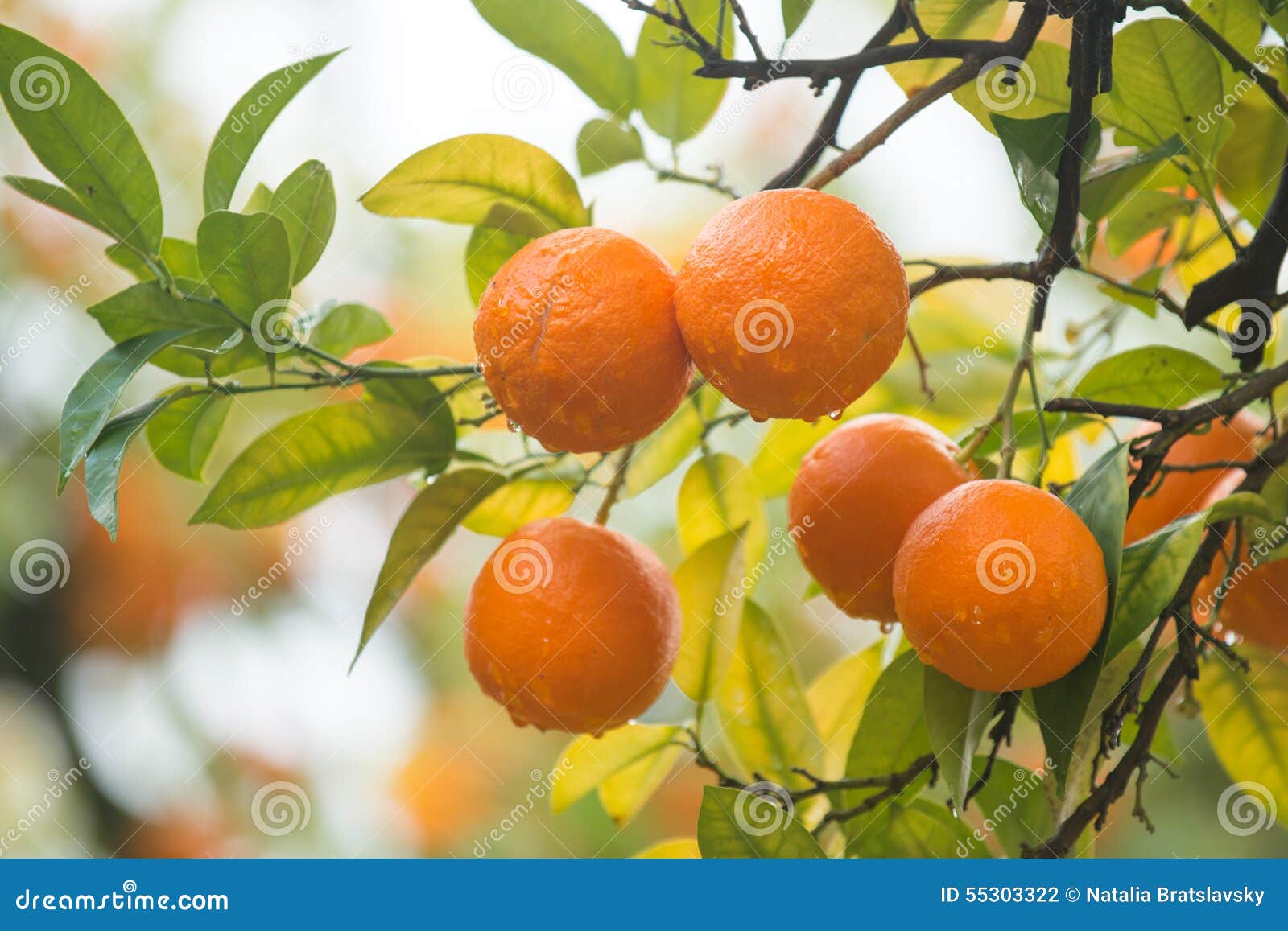 Mandarinier photo stock. Image of oranges, agriculture - 55303322