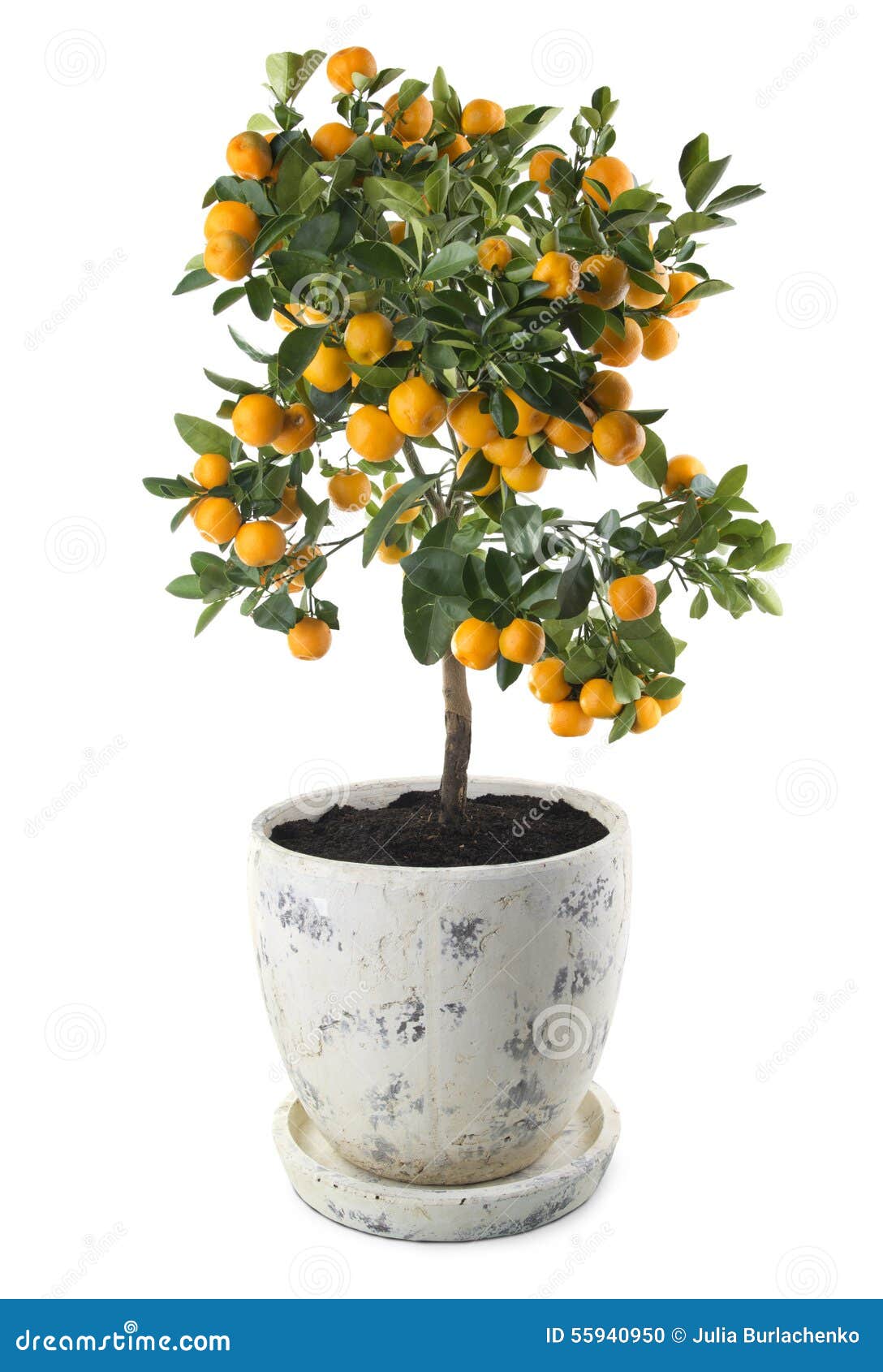 Mandarinier photo stock. Image du fruits, vert, potted - 55940950