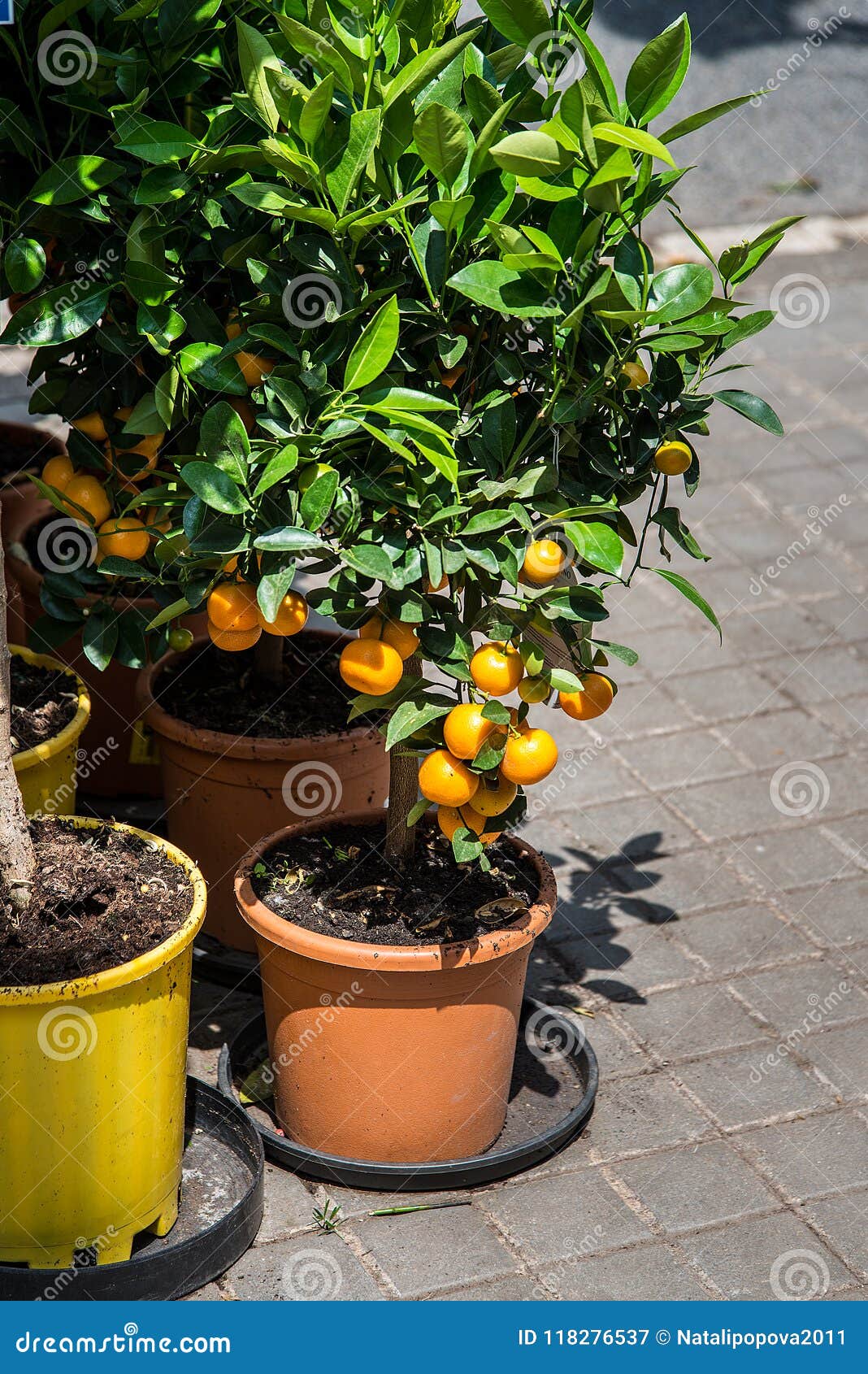 Mandarinier Dans Un Pot De Fleur Image stock - Image du lame, couleur ...